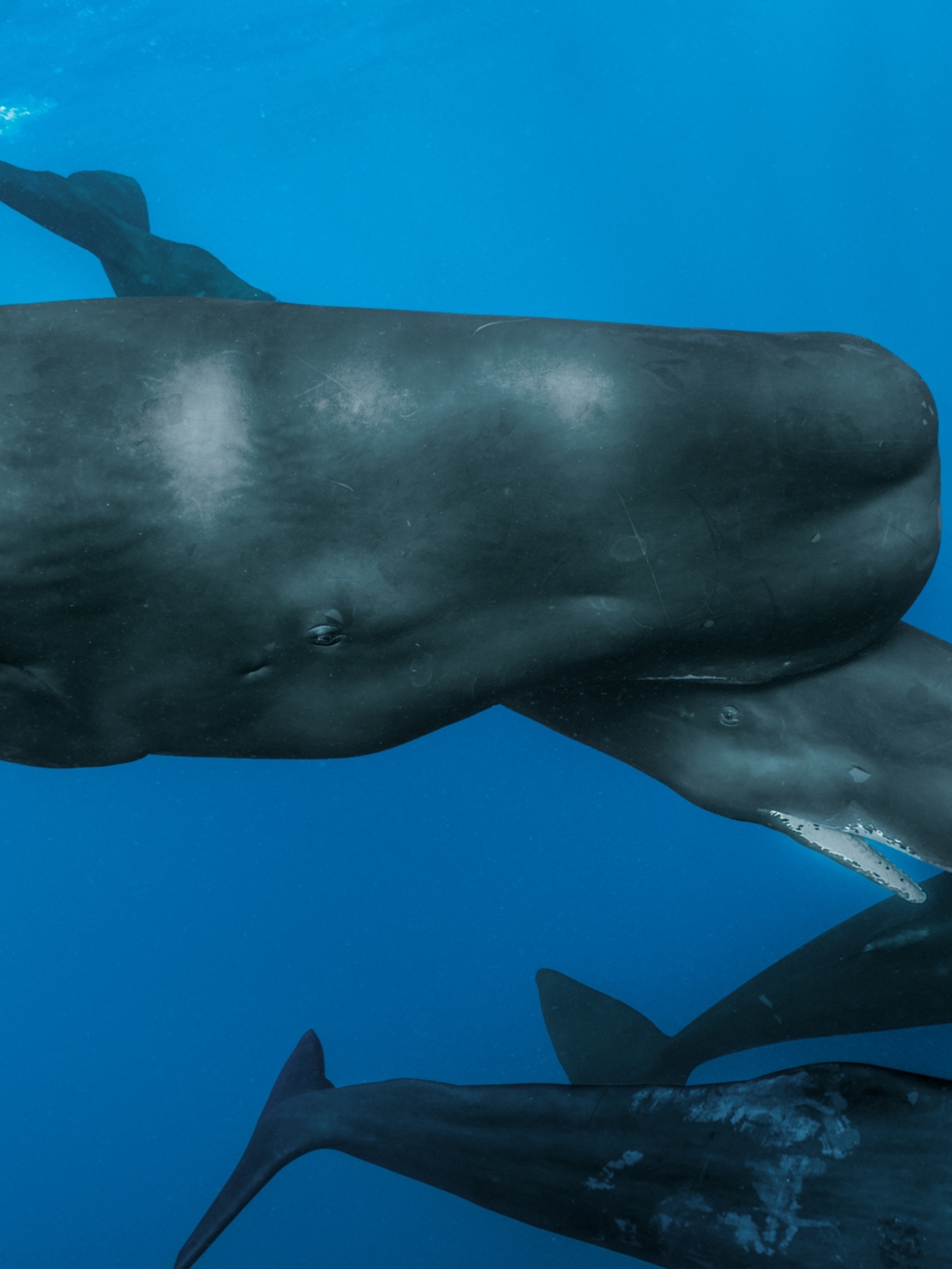 Basilosaurus Walking With Beasts