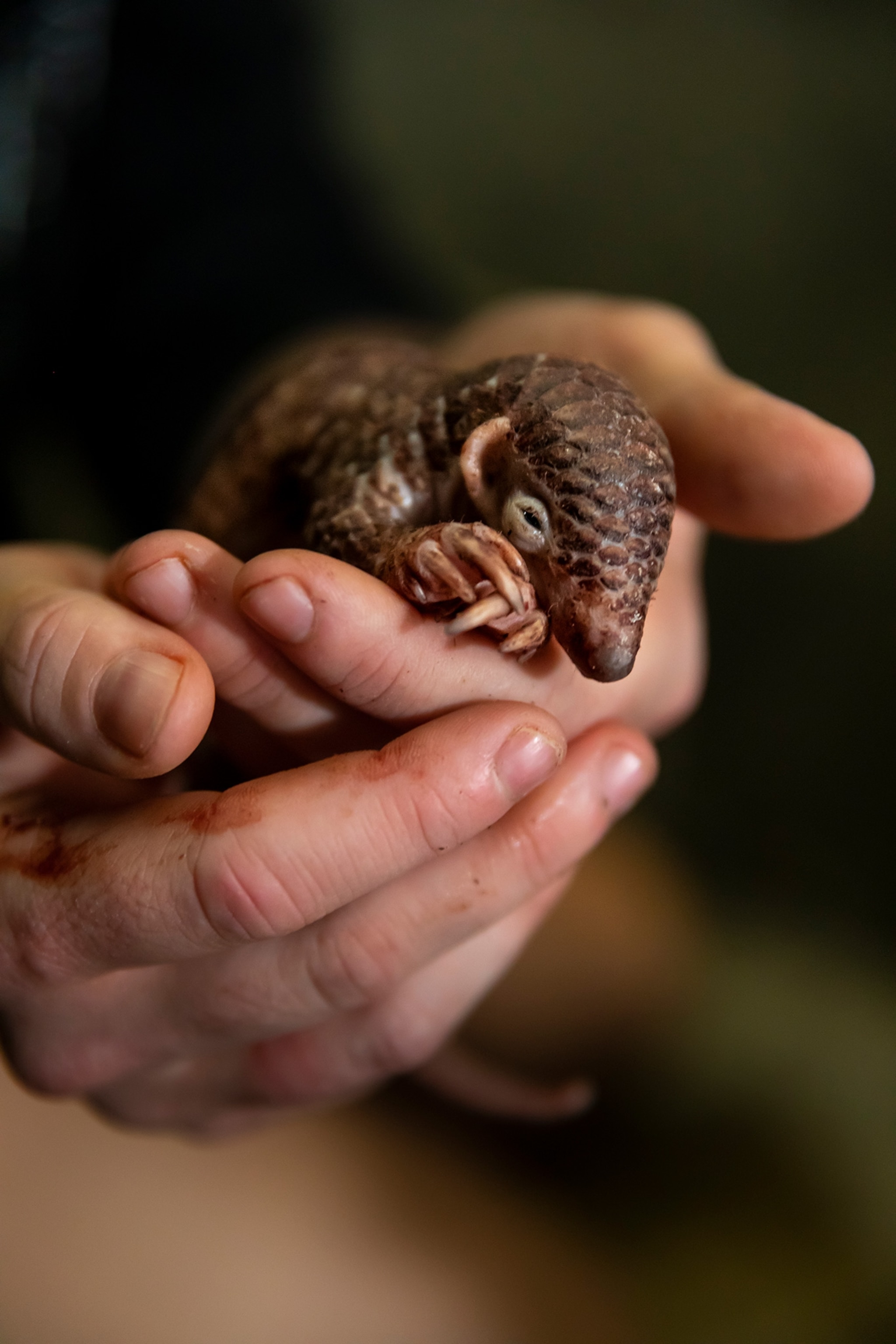 12 photos show the adorable pangolin in all its glory