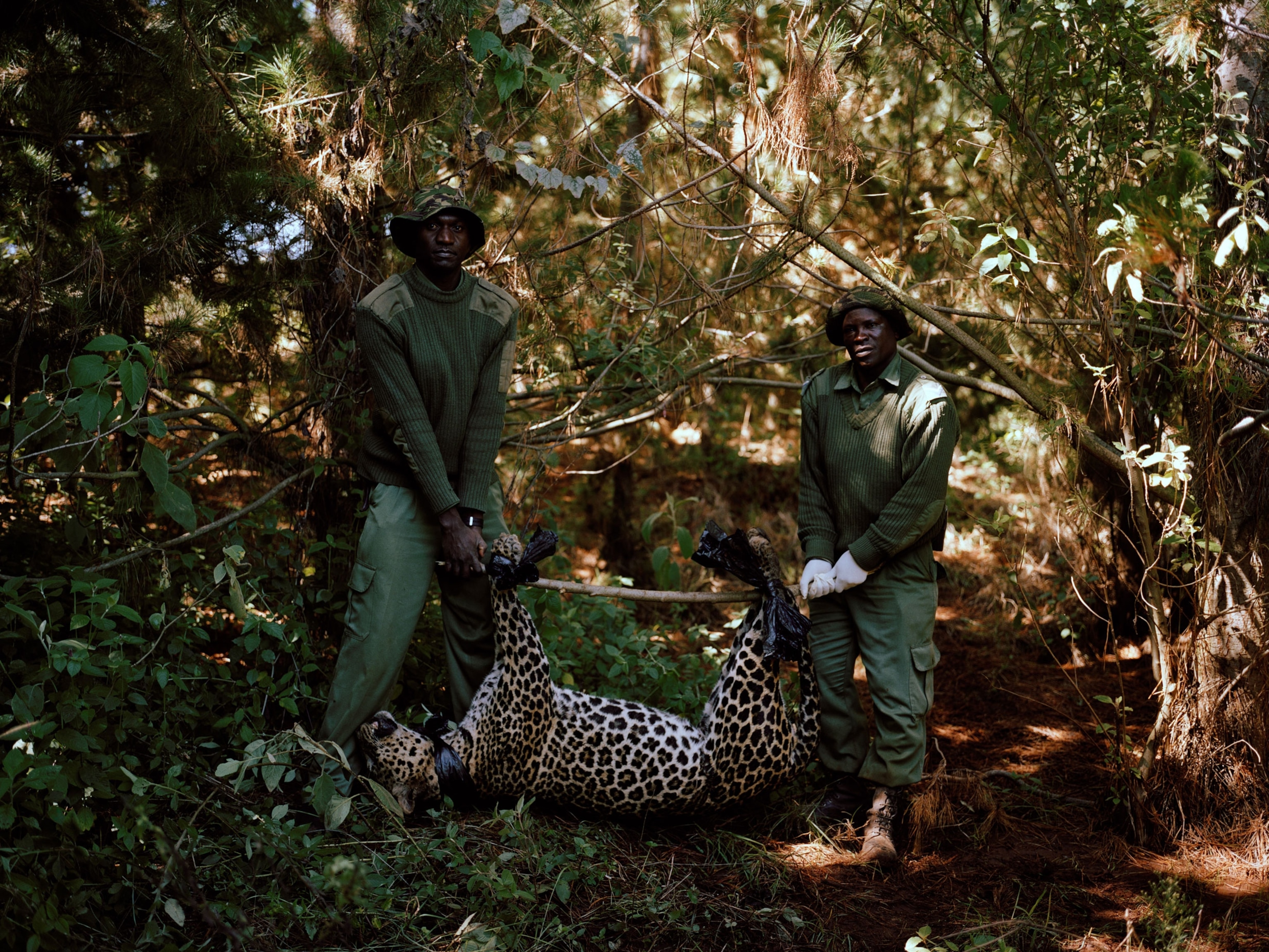 A Poetic Look Inside the World of Wildlife Conservation