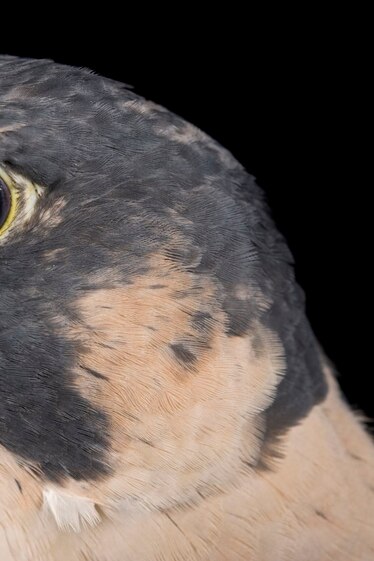 Peregrine Falcon | National Geographic
