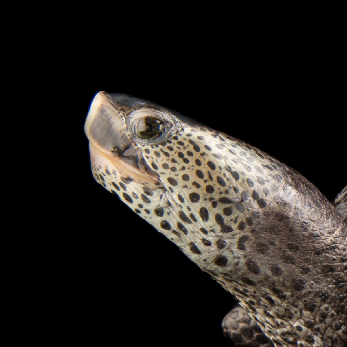 Diamondback terrapin, facts and photos