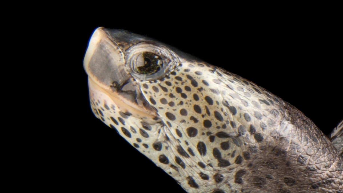 Diamondback terrapin, facts and photos | National Geographic