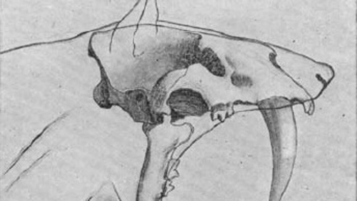 The Many Lives of Smilodon | National Geographic