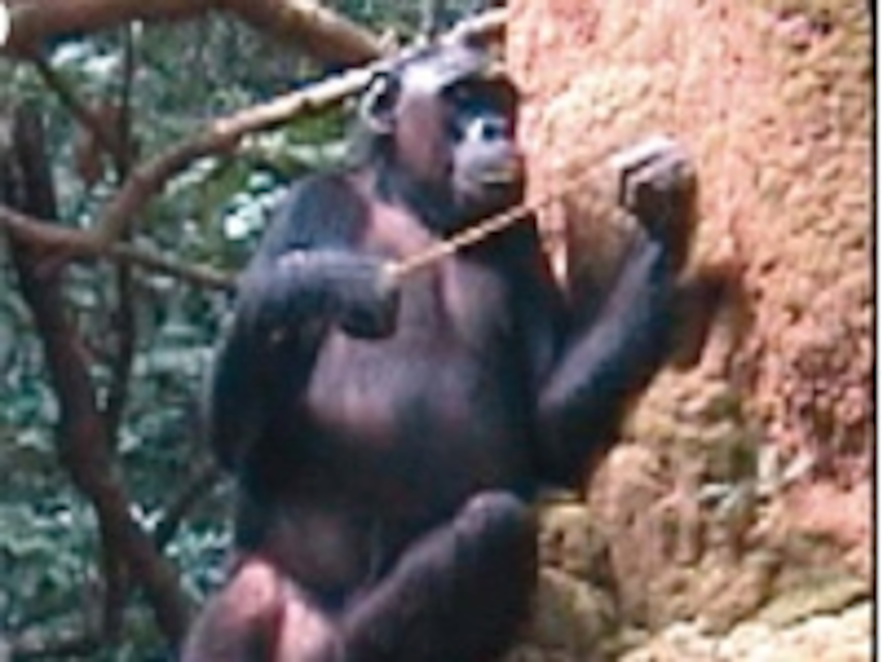 Chimpanzees Eating Termites