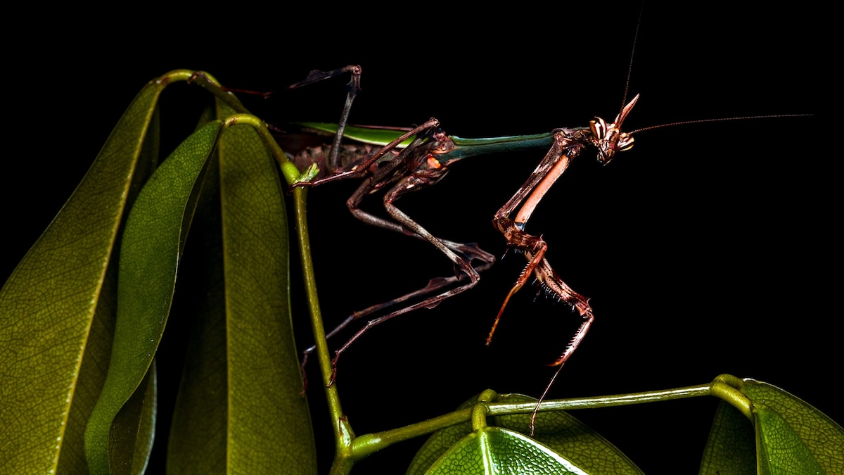 Rainbow Praying Mantis