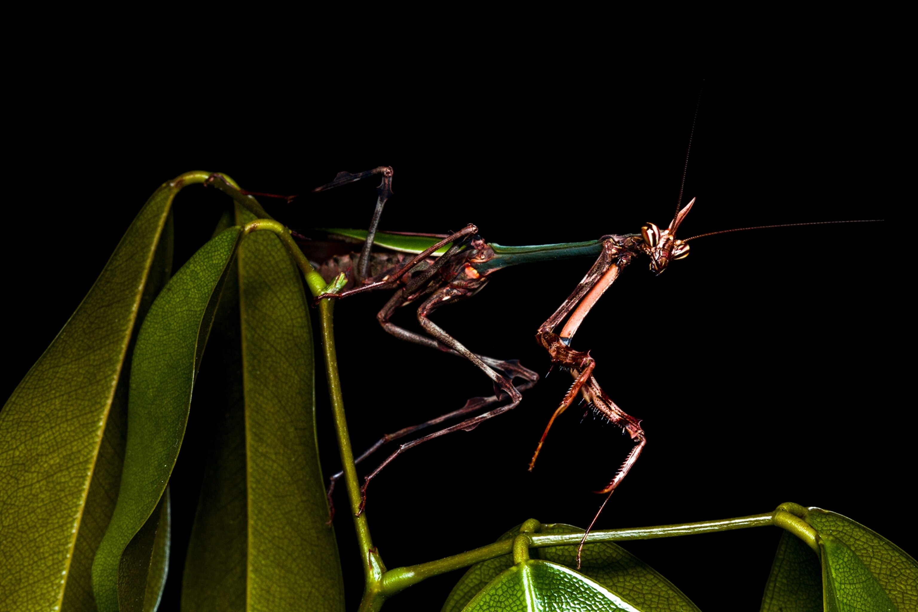 New 'unicorn' praying mantis species found in Brazilian rainforest
