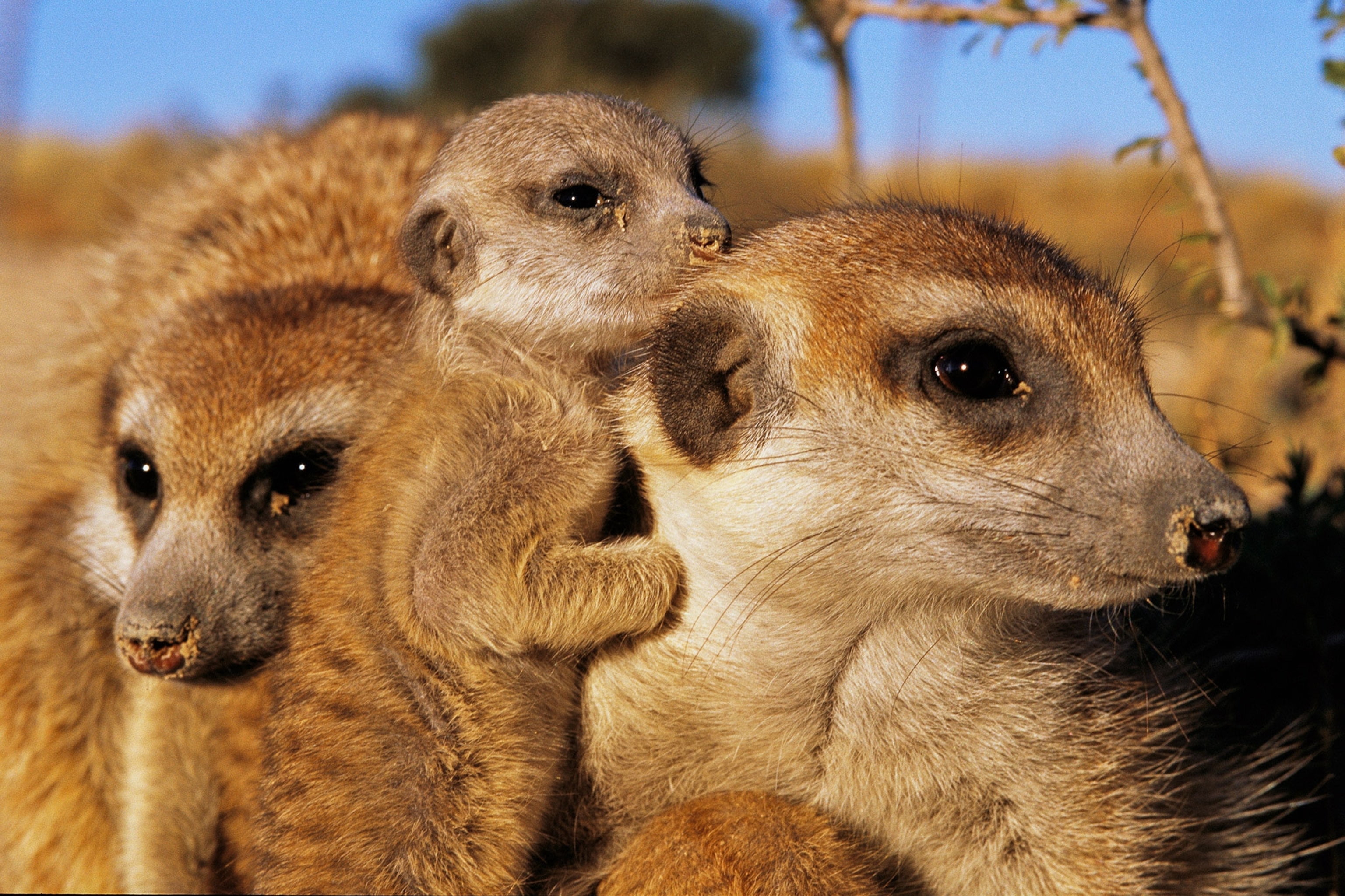 6 Fierce Animal Moms That Go to Extremes For Their Young