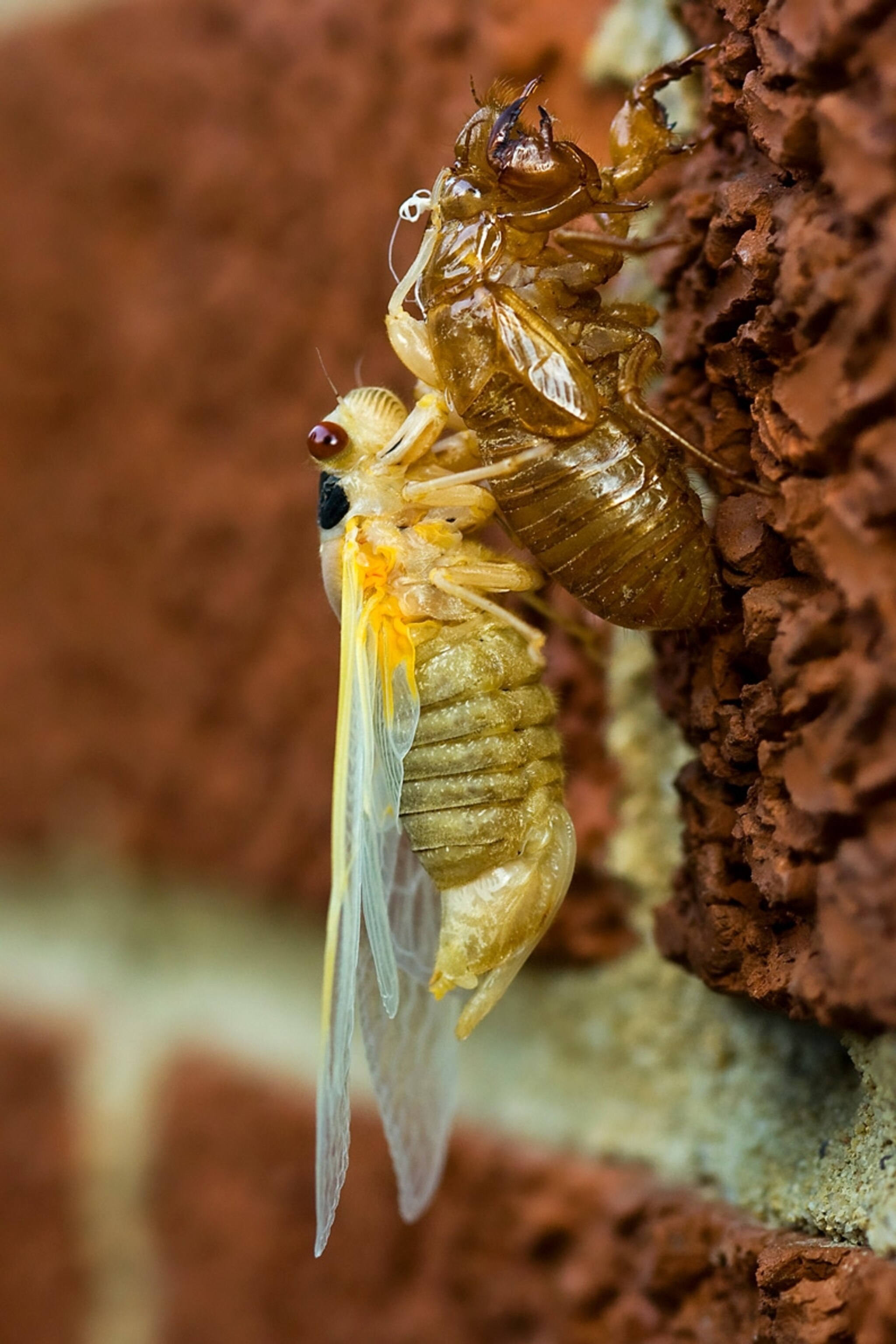 The cicadas are coming! Here’s how to make that fun for kids.