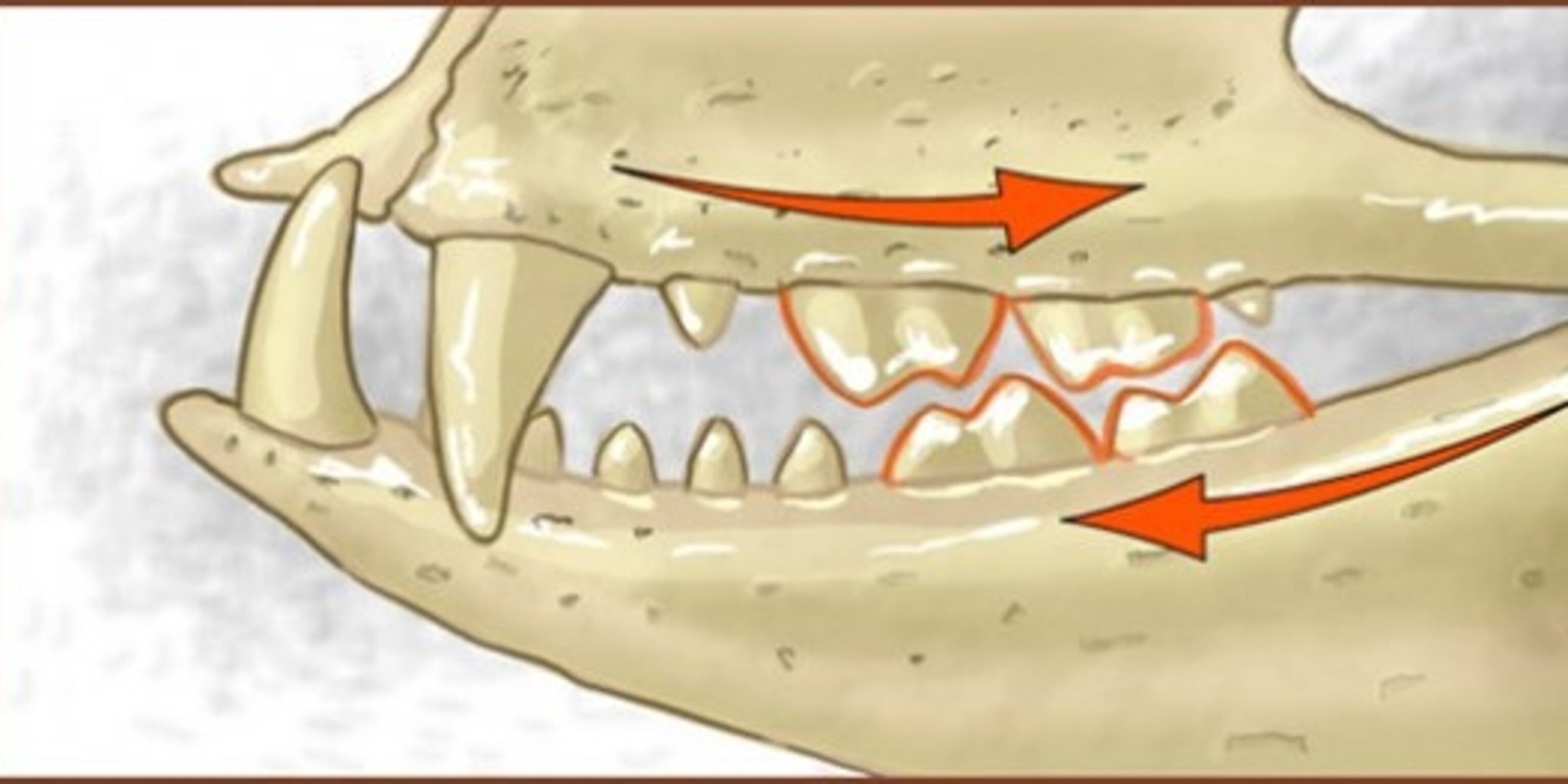 Pakasuchus – the crocodile that’s trying to be a mammal