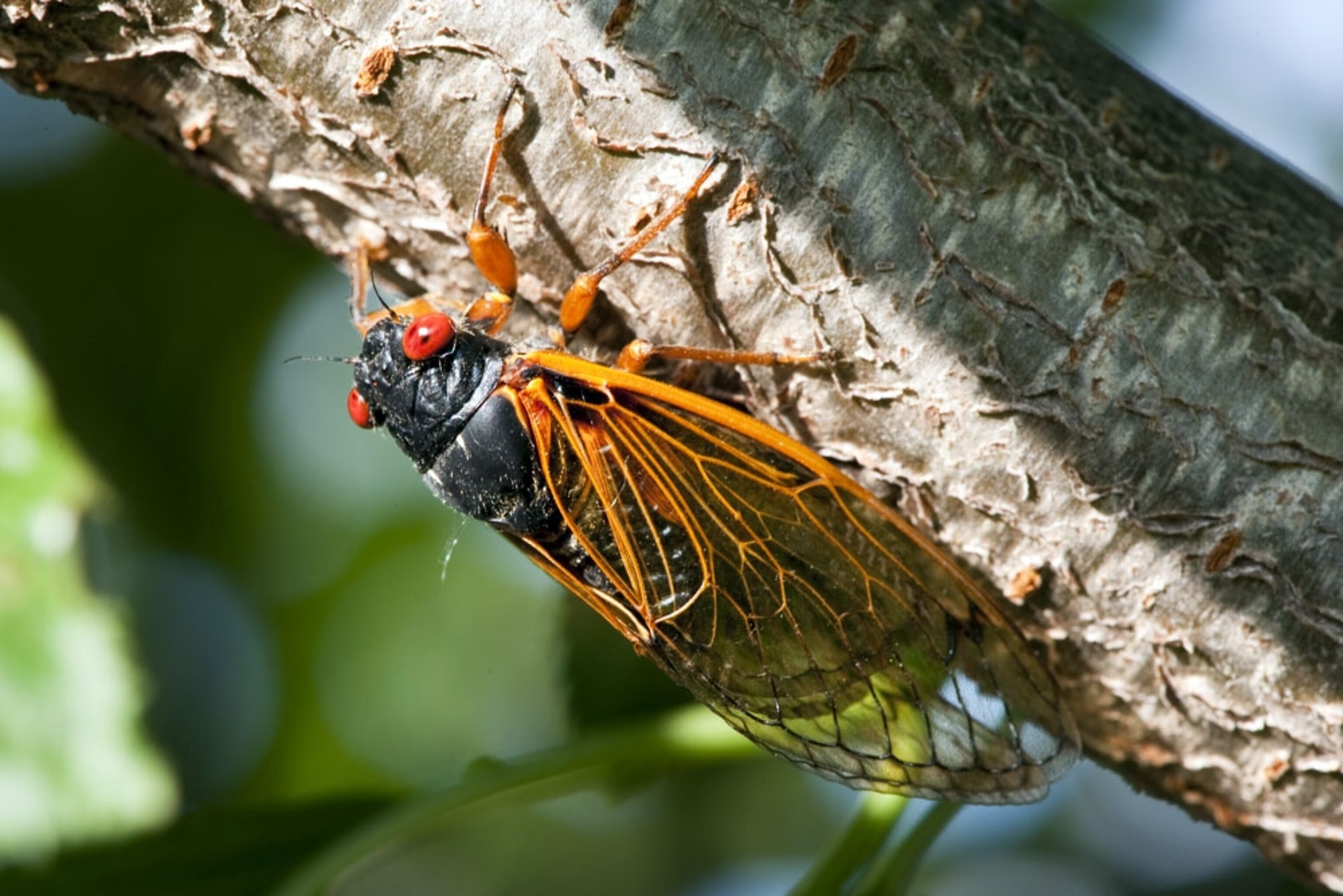 The Slow-Motion Symbiotic Train Wreck of the 13-Year Cicada