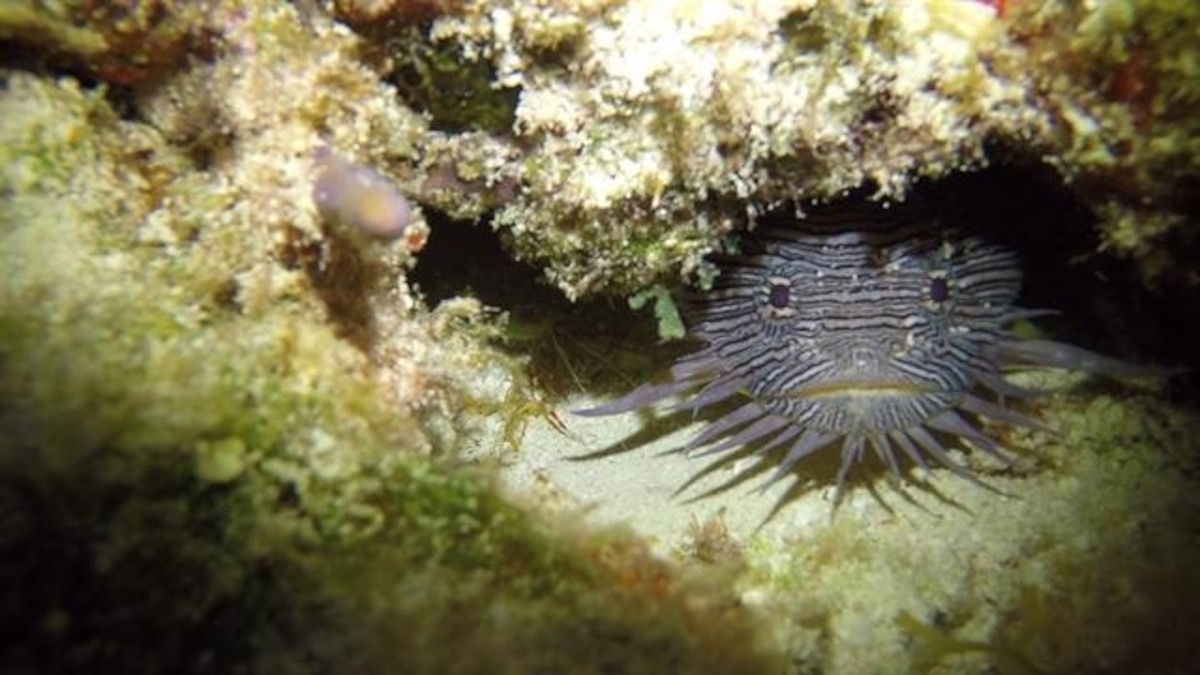 How 'Ugly' Toadfish Compose Their Own Strange Love Songs | National ...