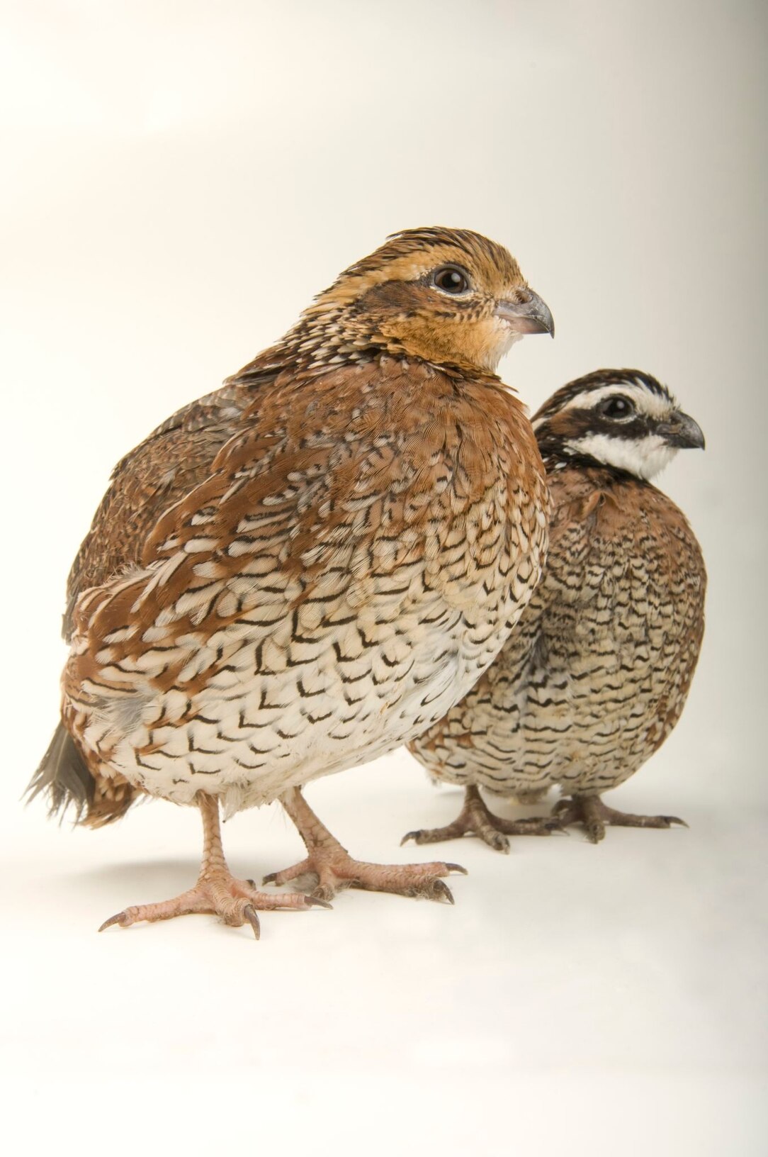 Bobwhite Quail Range Bobwhite Quail: The Gentleman's Gamebird | Field