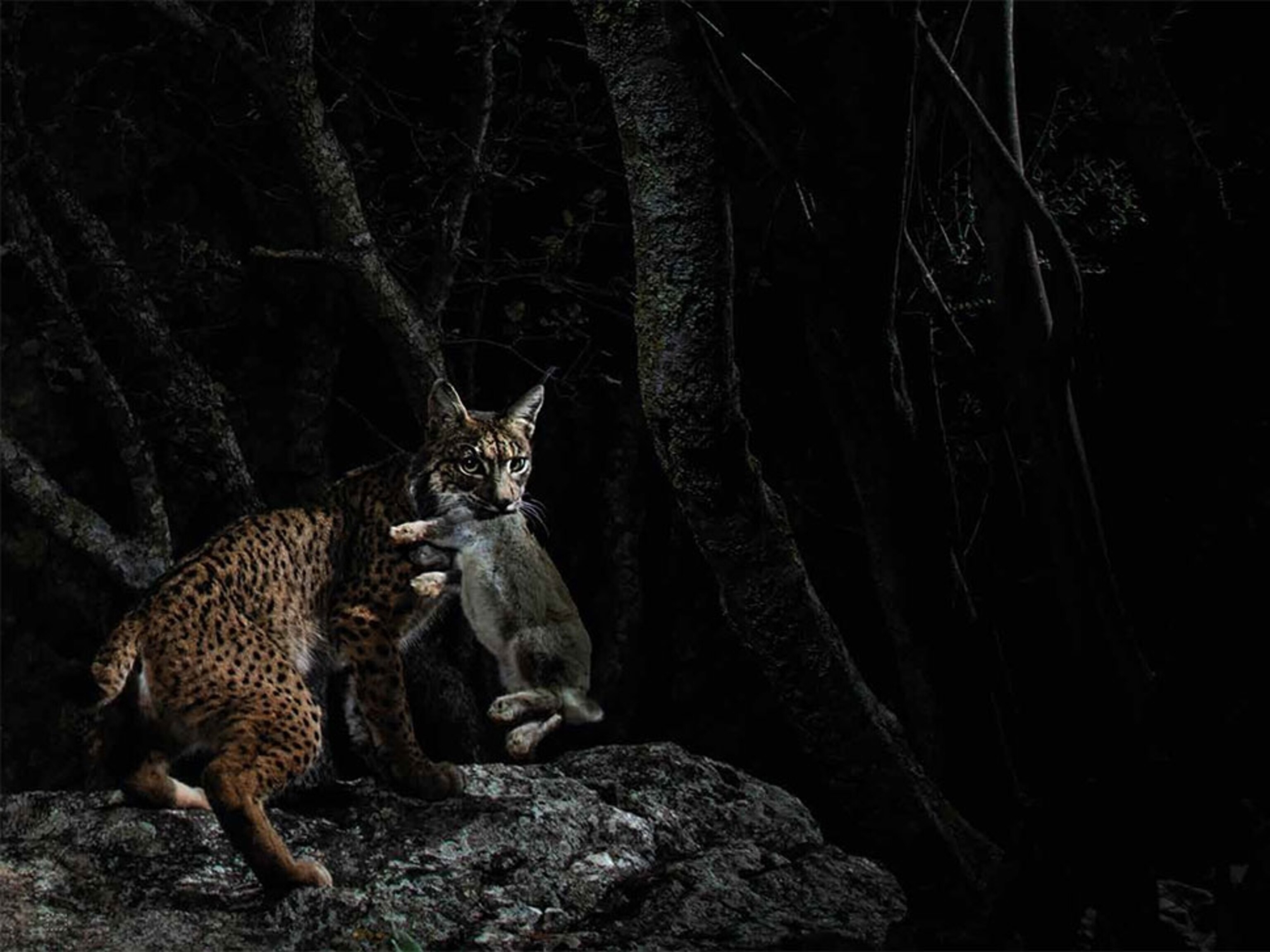 Celebrating World Photography Day, from mangoes to volcanoes