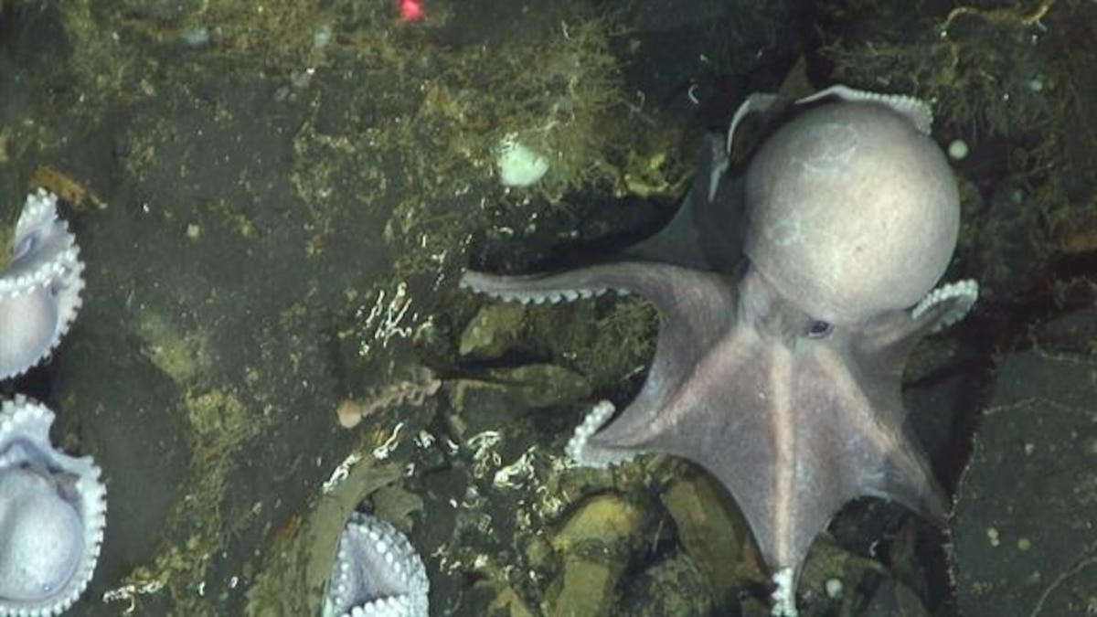 Deepest Octopus Nursery Discovered, Holds Dark Secret