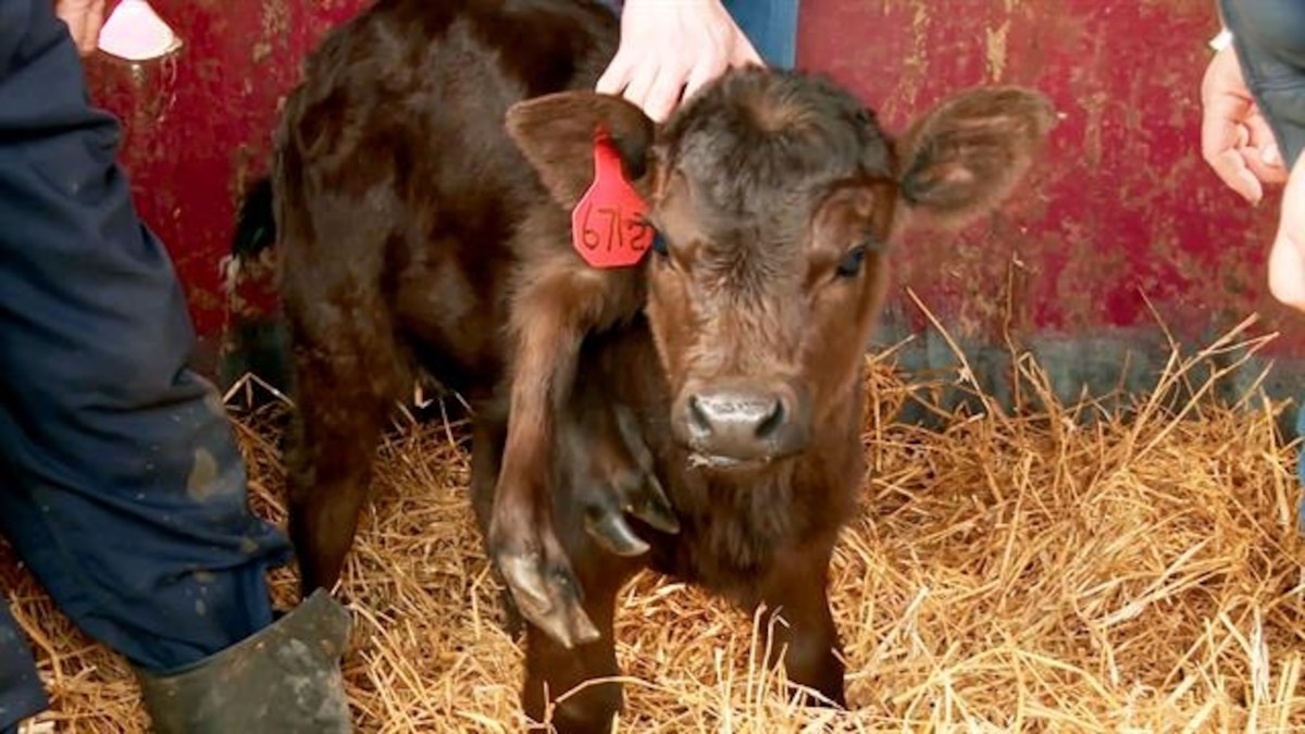 Why Does This Calf Have Six Legs? | National Geographic