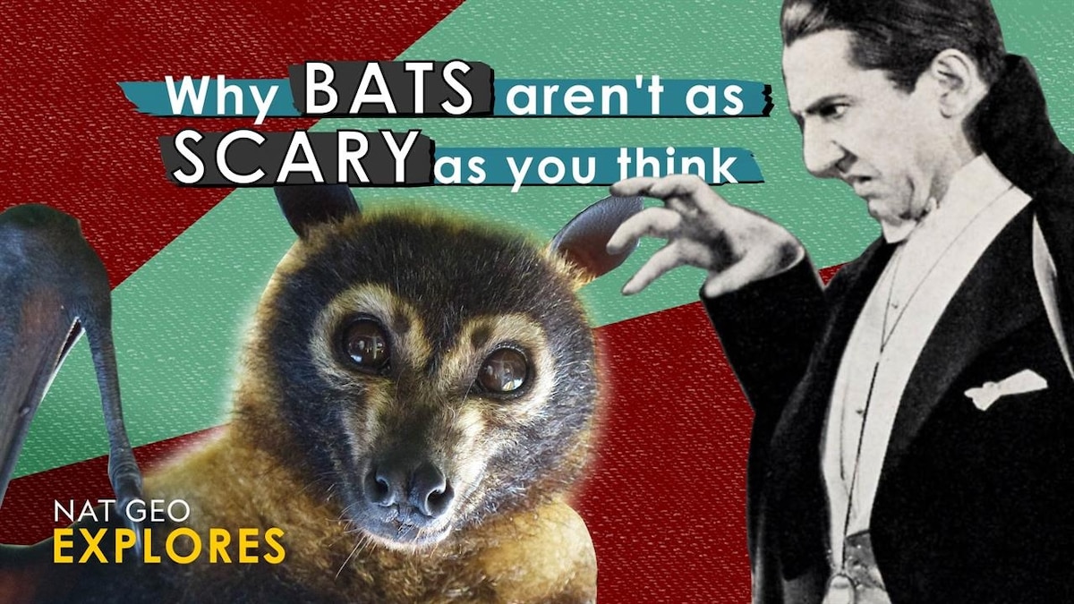 Why bats aren't as scary as you think | National Geographic