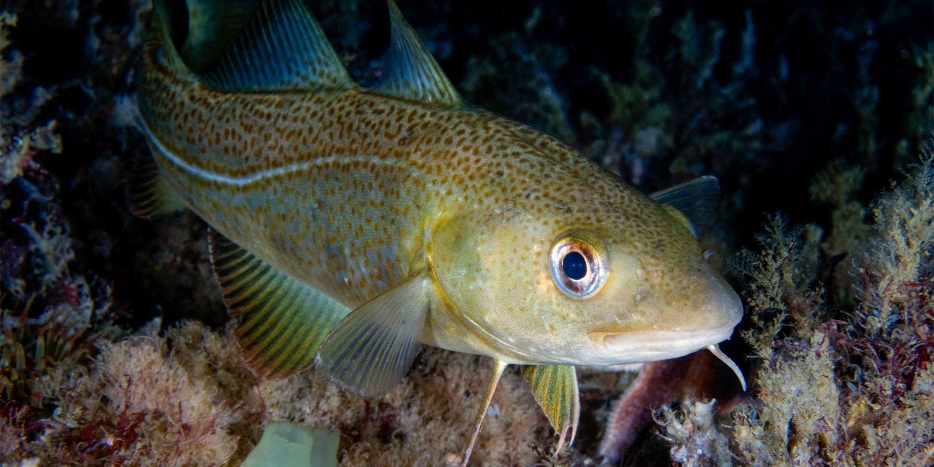 Polar Cod Keystone Species Arctic Cod Extremely Sensitive To Oil