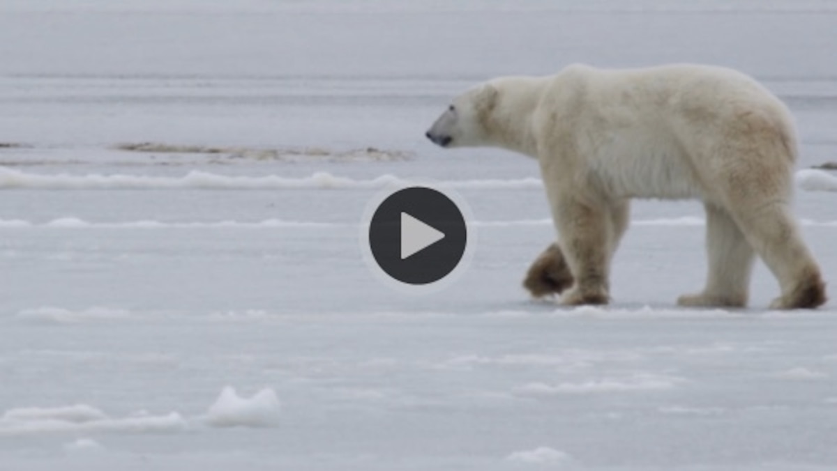 Watch Explorers Track Struggling Polar Bears Across Russian Arctic ...