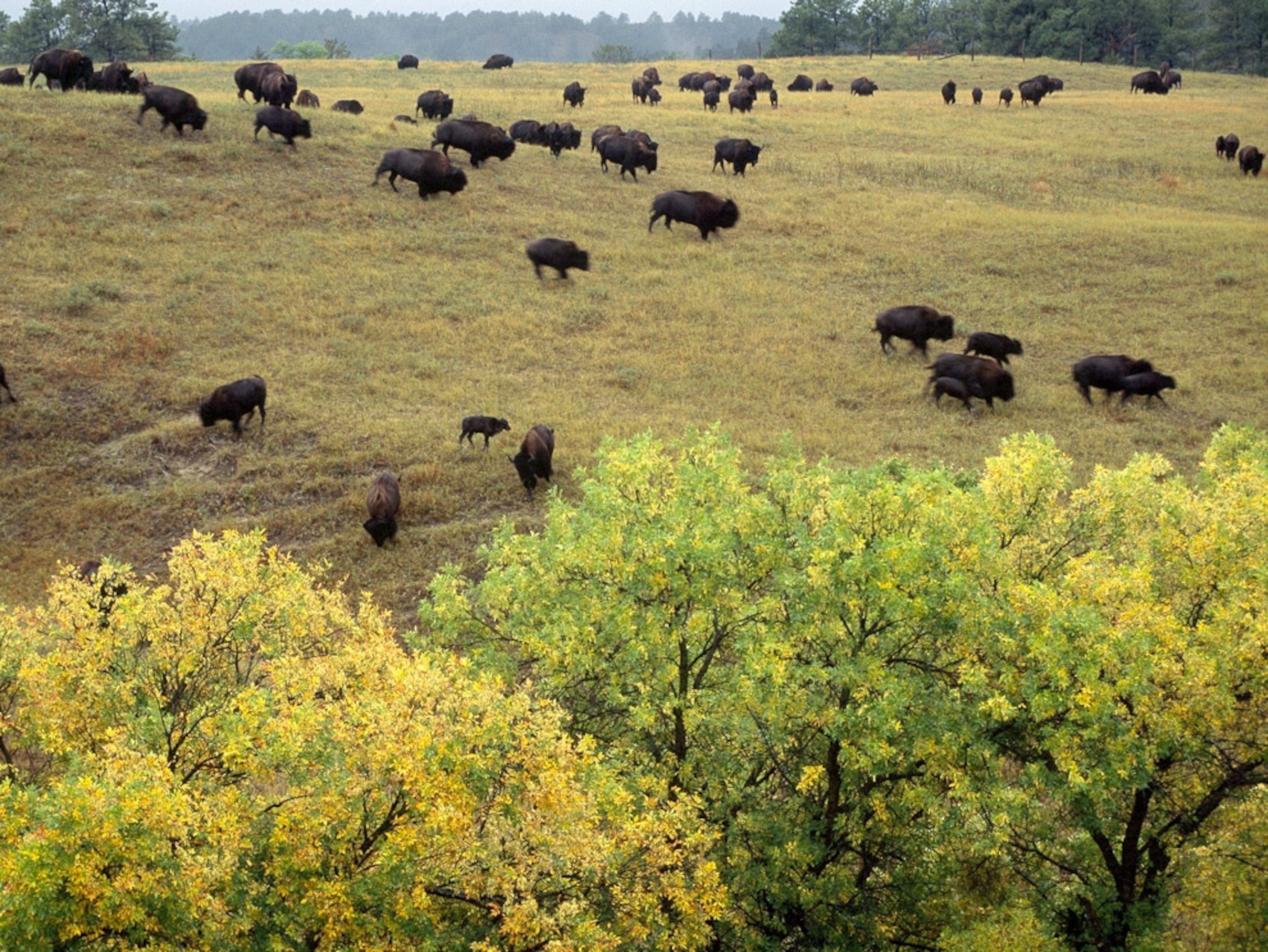 Habitats -- Prairie Pictures, Wallpapers, Downloads -- National Geographic