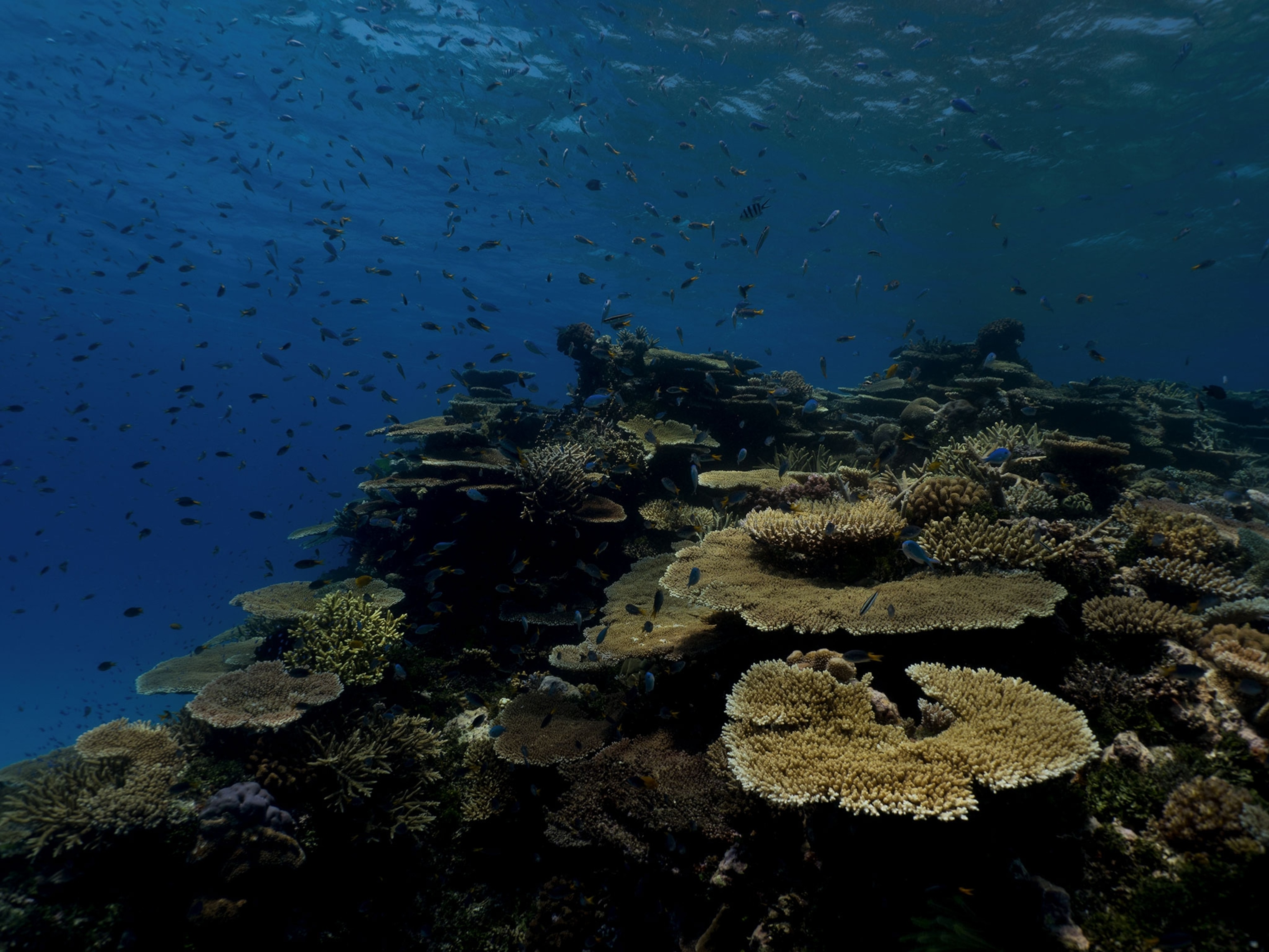 See 'Underwater Snowstorm' of Coral Reproducing