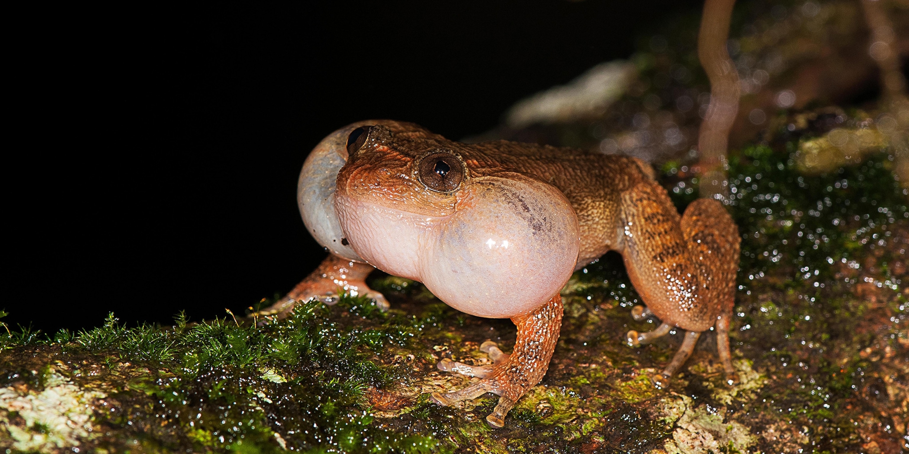 New Mating Position Adds to 'Frog Kama Sutra'