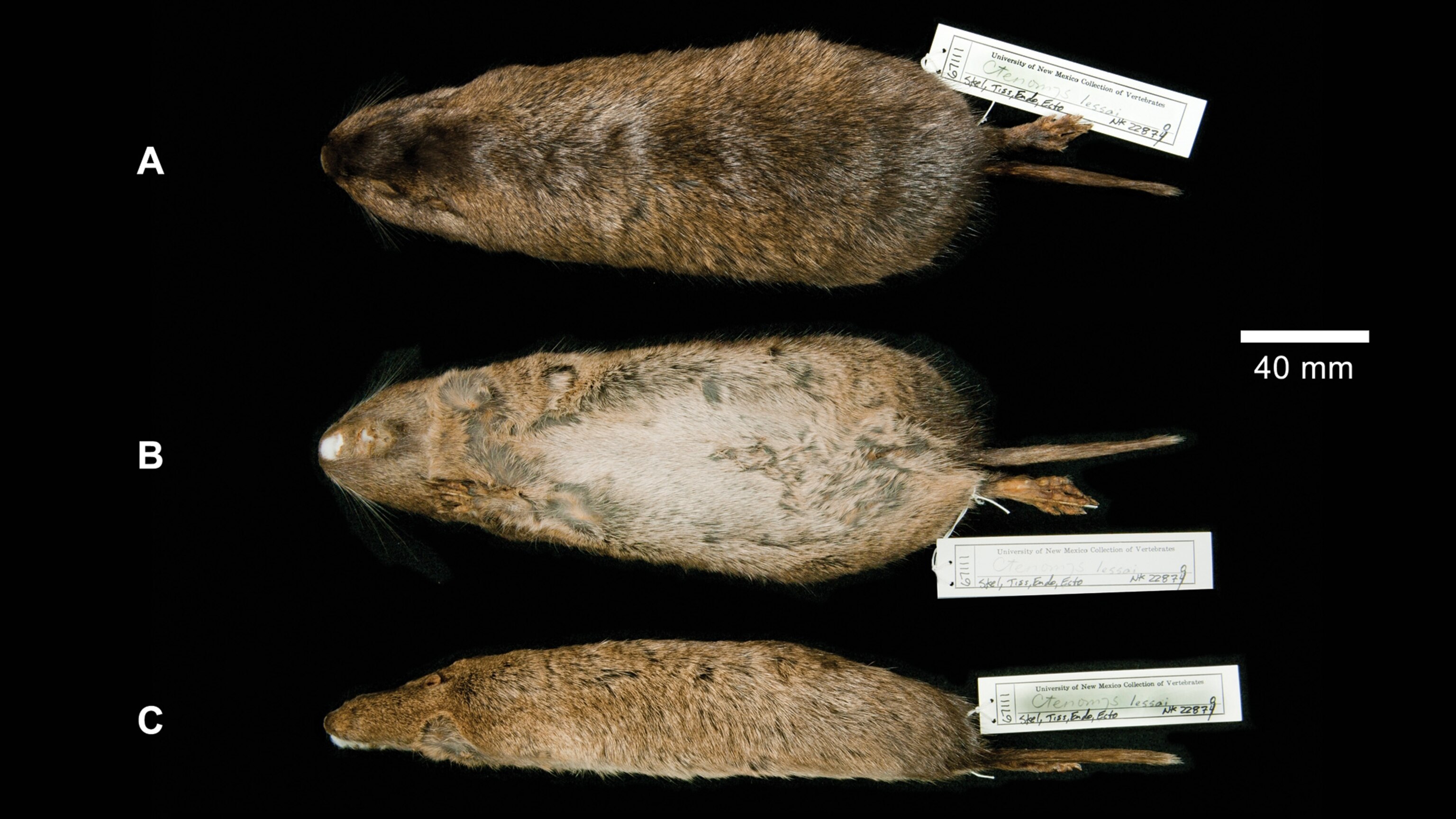 Found: 4 New Species of Gopher-Like Mammals