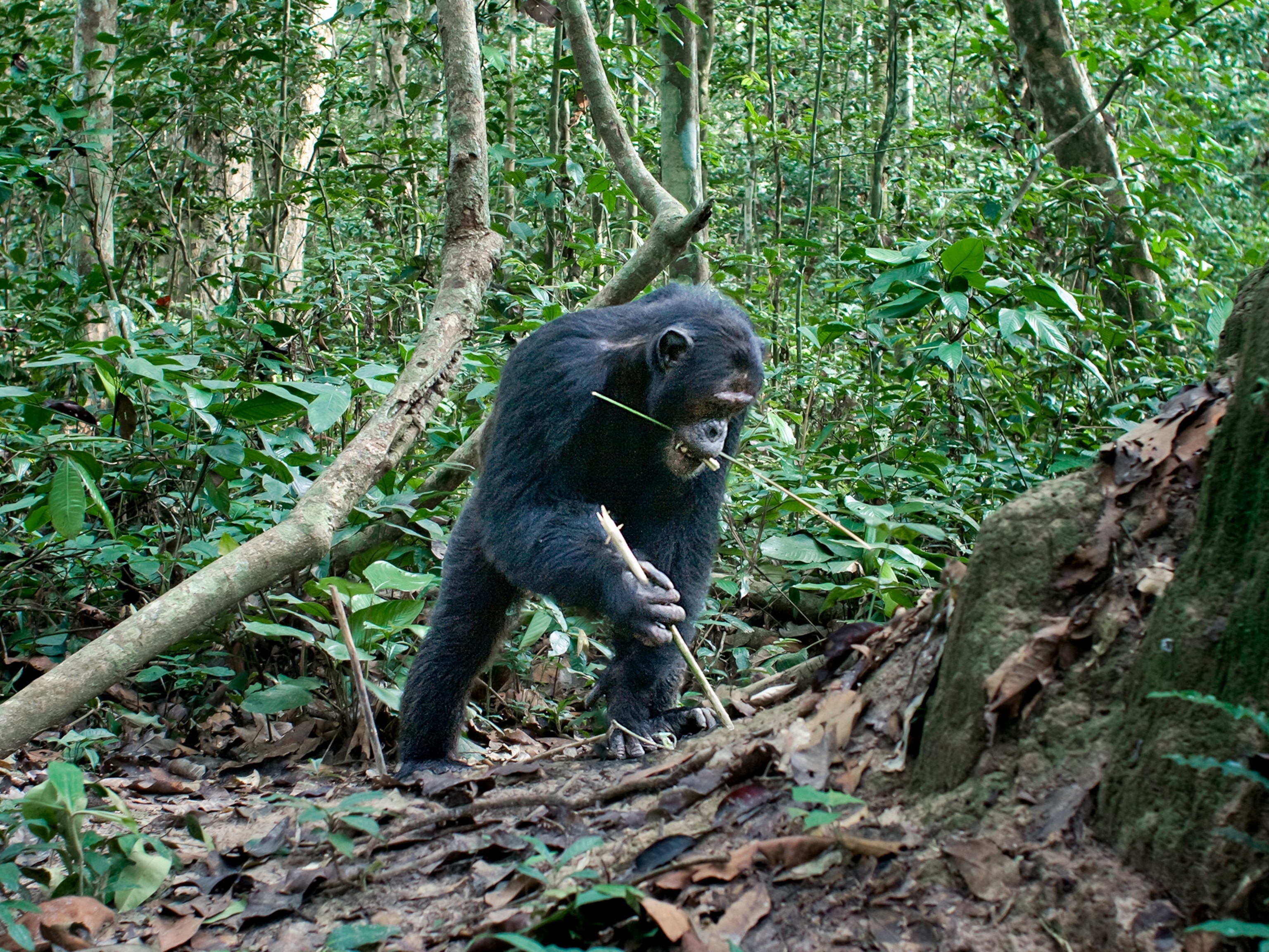 Like in Humans, Genes Drive Half of Chimp Intelligence, Study Finds