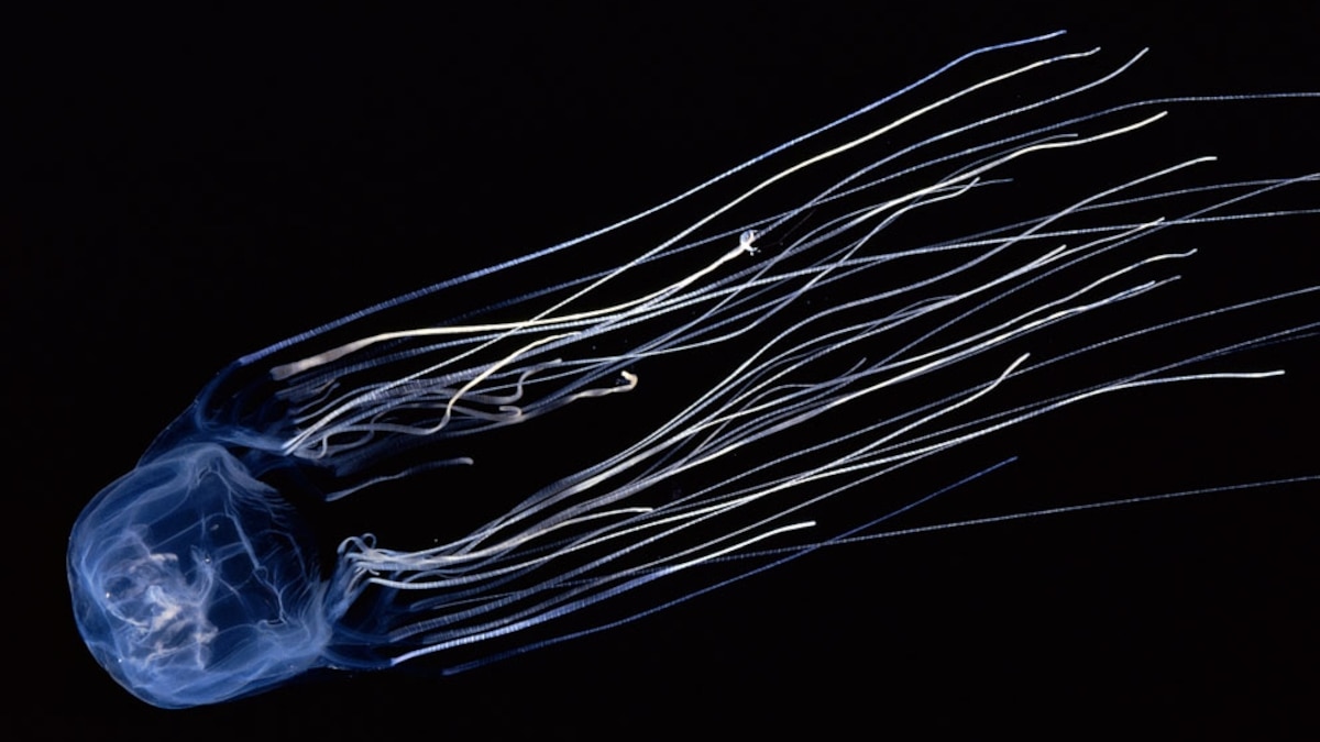 Underwater Oddities Pictures, Underwater Oddities Photos, Photo Gallery ...