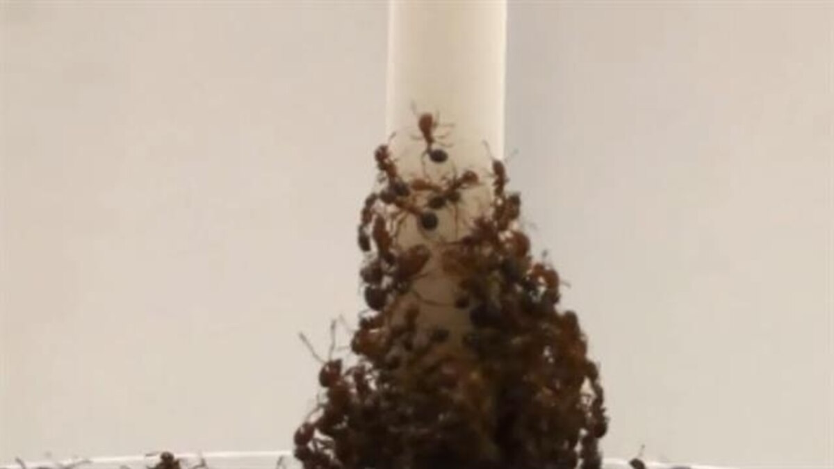 See Fire Ants Create Towers From Their Own Bodies | National Geographic