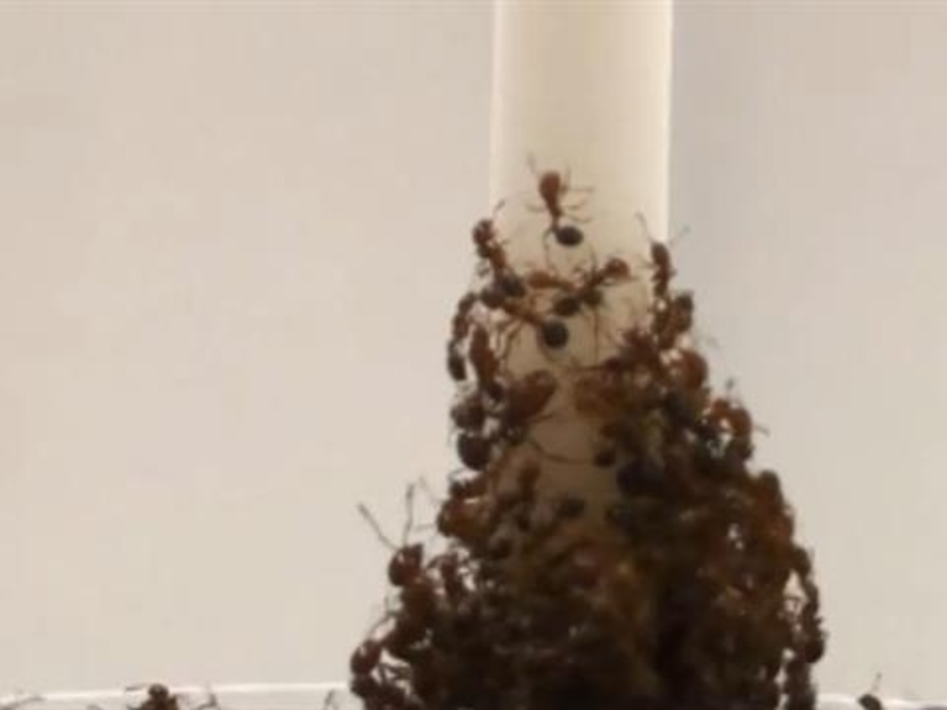 Ants On Ceiling | Shelly Lighting