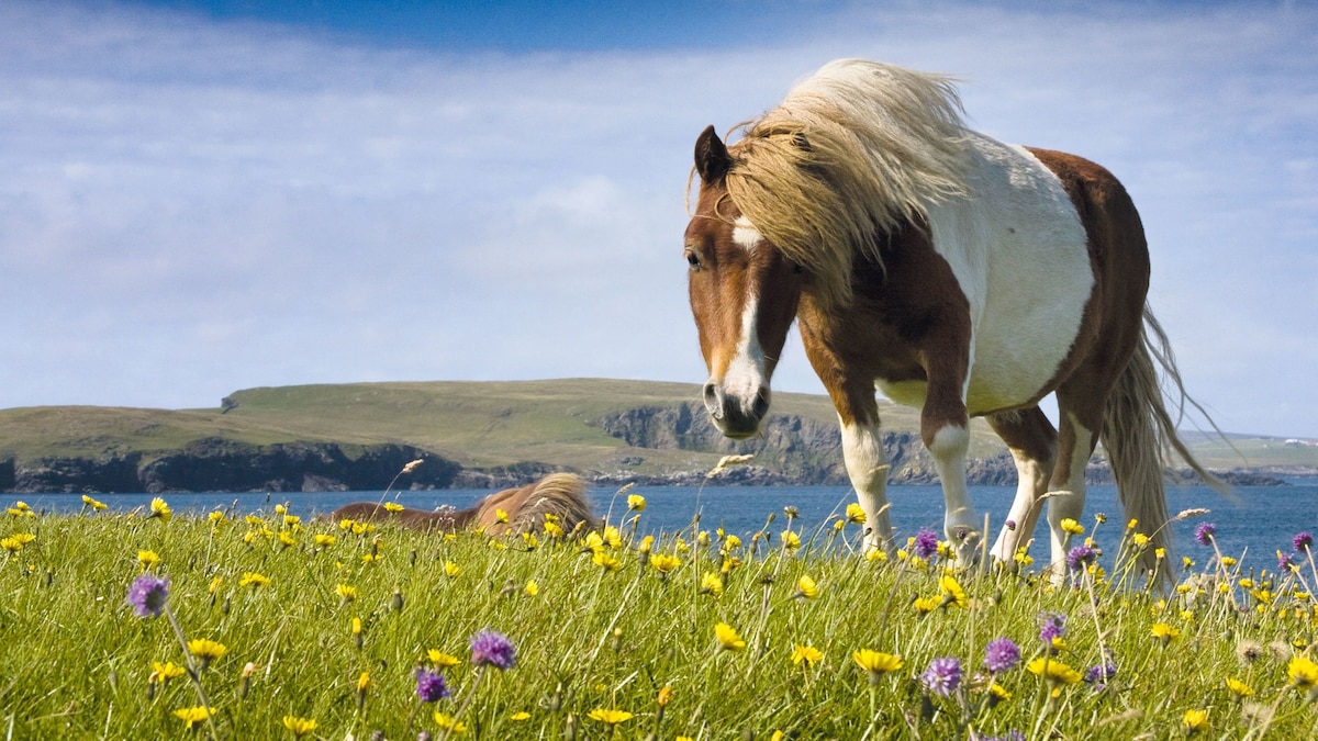What to do in Scotland's Shetland Isles | National Geographic