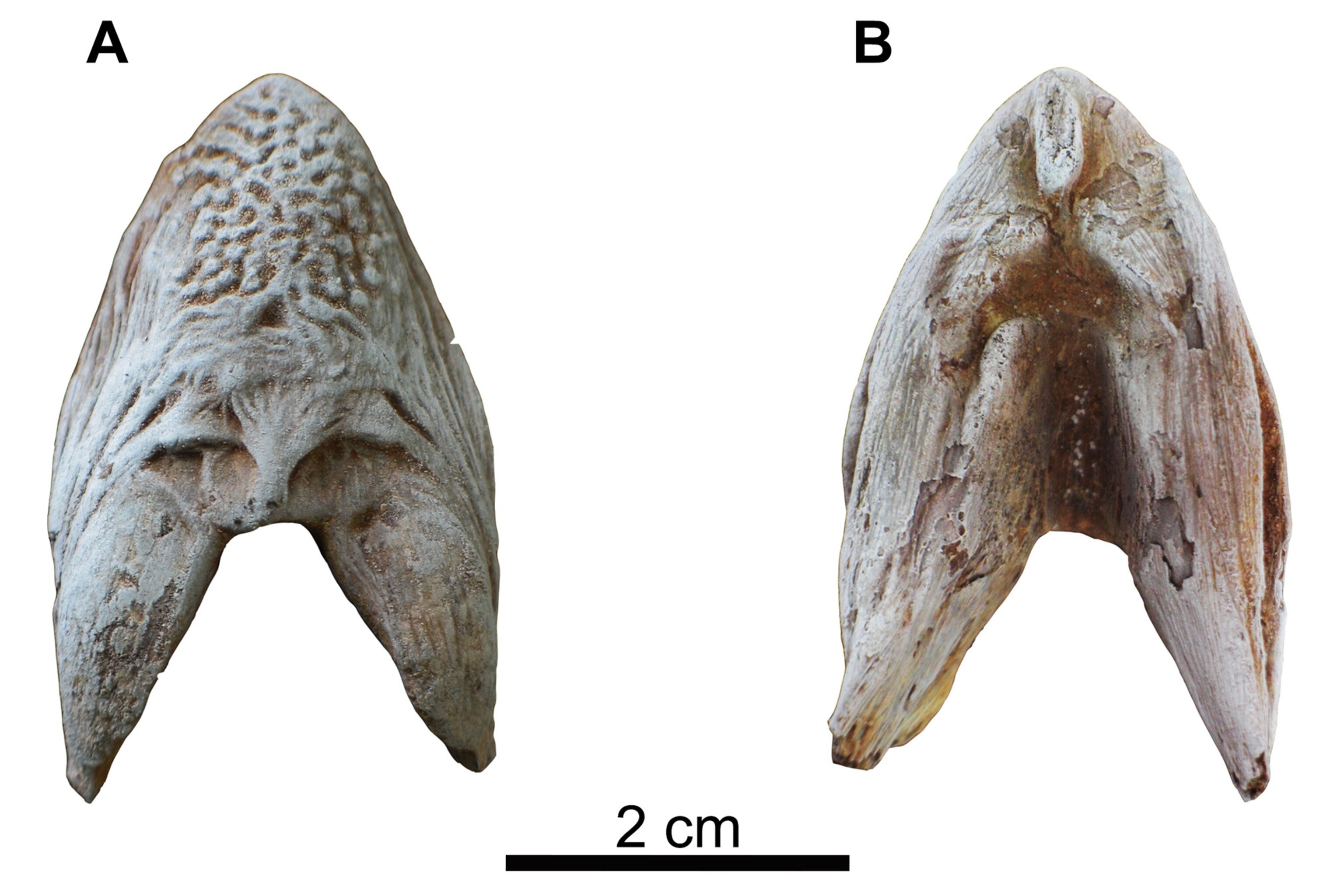 Giant Catfish Fossil Found in Egyptian Desert