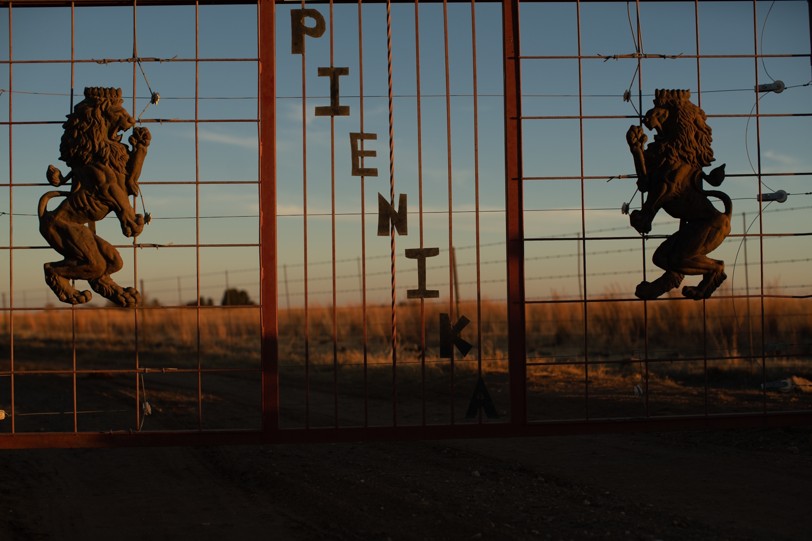 Who buys lion bones? Inside South Africa’s skeleton trade