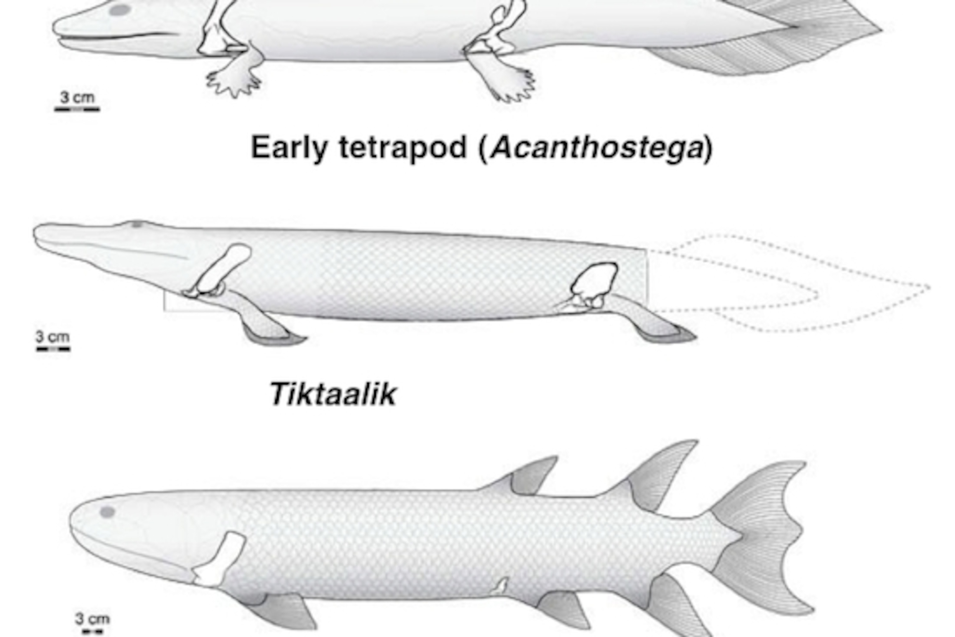 Tiktaalik Skeleton