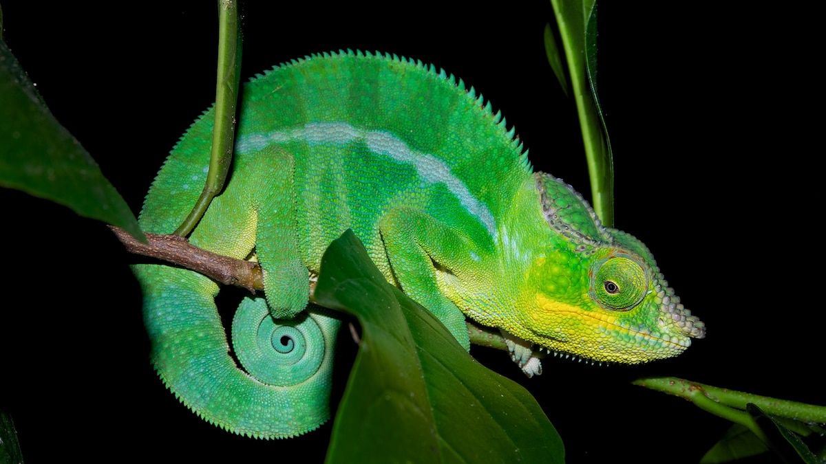 Chameleons Use Built-In Crystals to Change Color | National Geographic