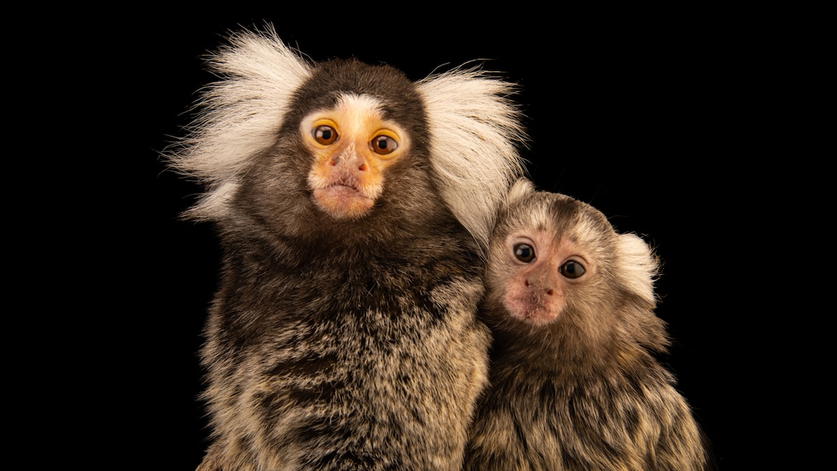 Babies may practice crying months before they’re born | National Geographic