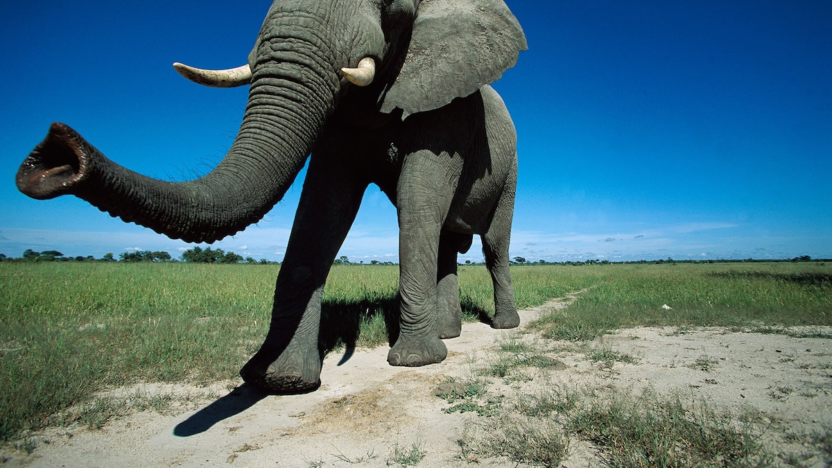 How Do Elephants and Other Animals Sneeze? | National Geographic