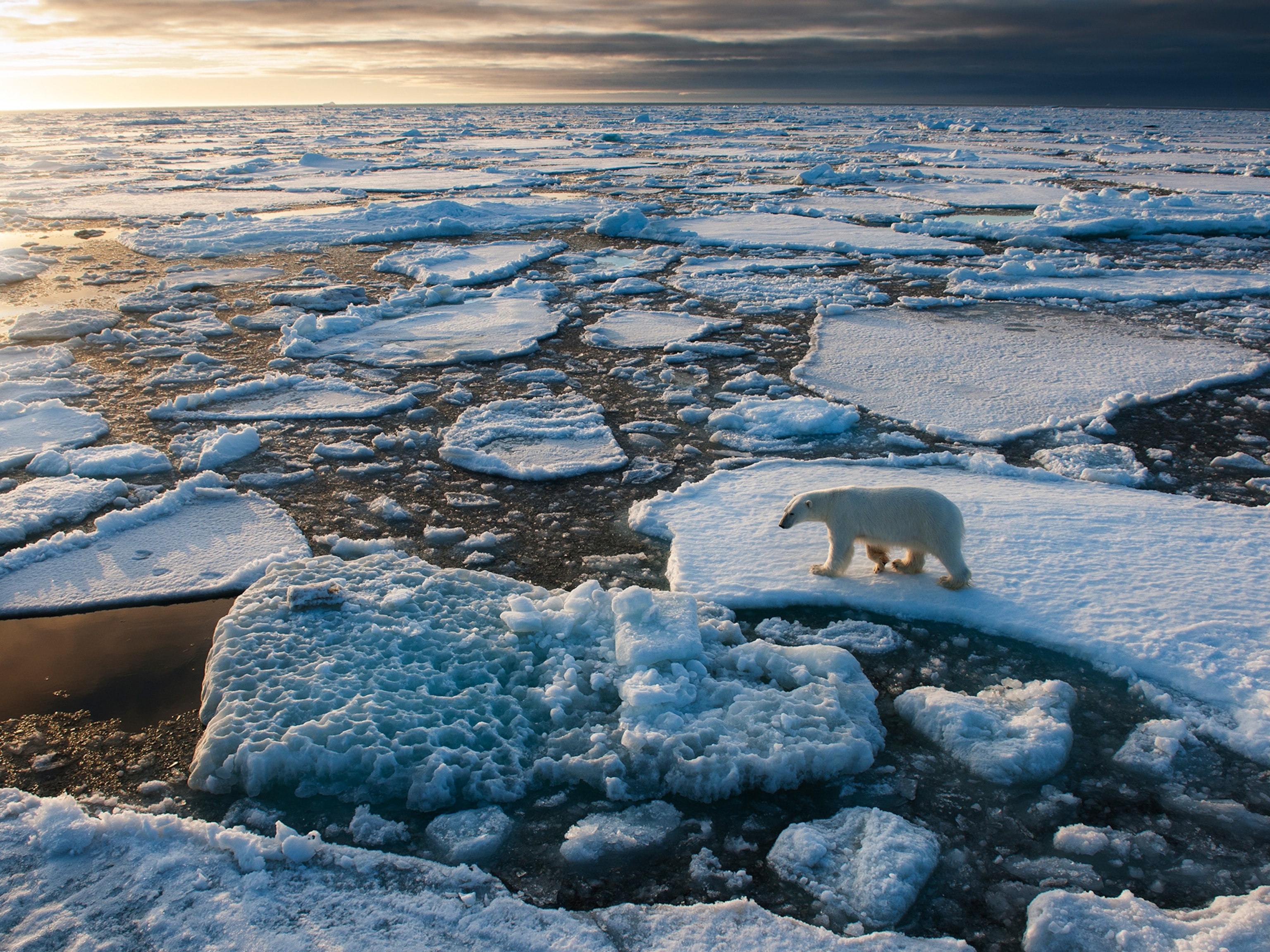 Should polar bear hunting be legal? It’s complicated.