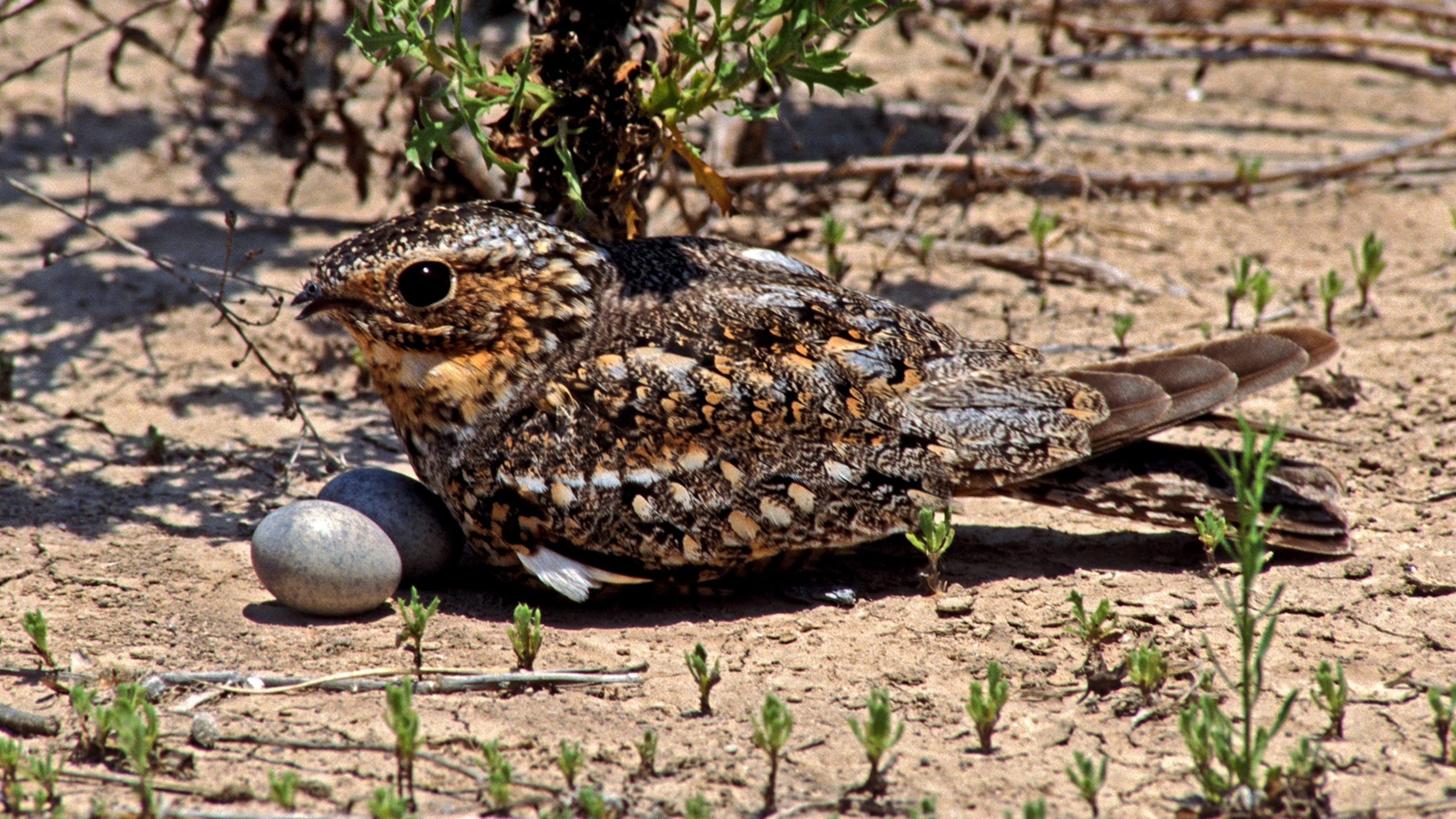 Common Nighthawk Nest