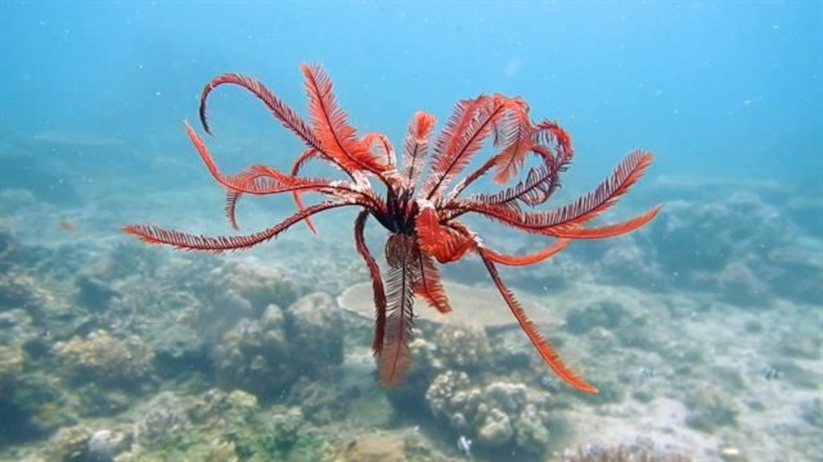 In a World of Warming Seas, Feather Stars Might be Winners | National ...