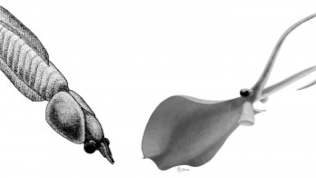 Nectocaris: What the heck is this thing? | National Geographic