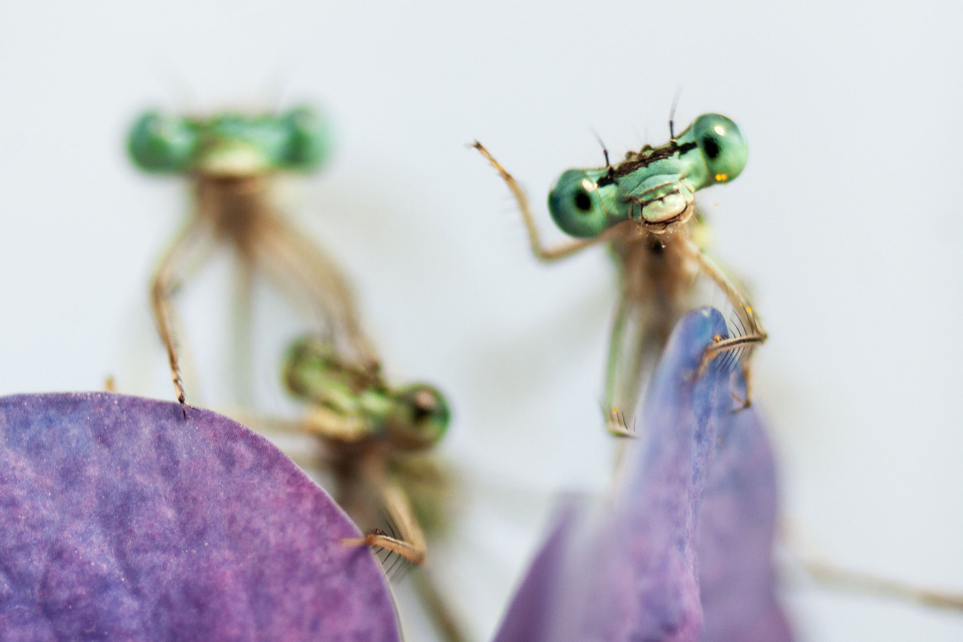 Damselflies' hidden world enchanted photographer Remus Tiplea