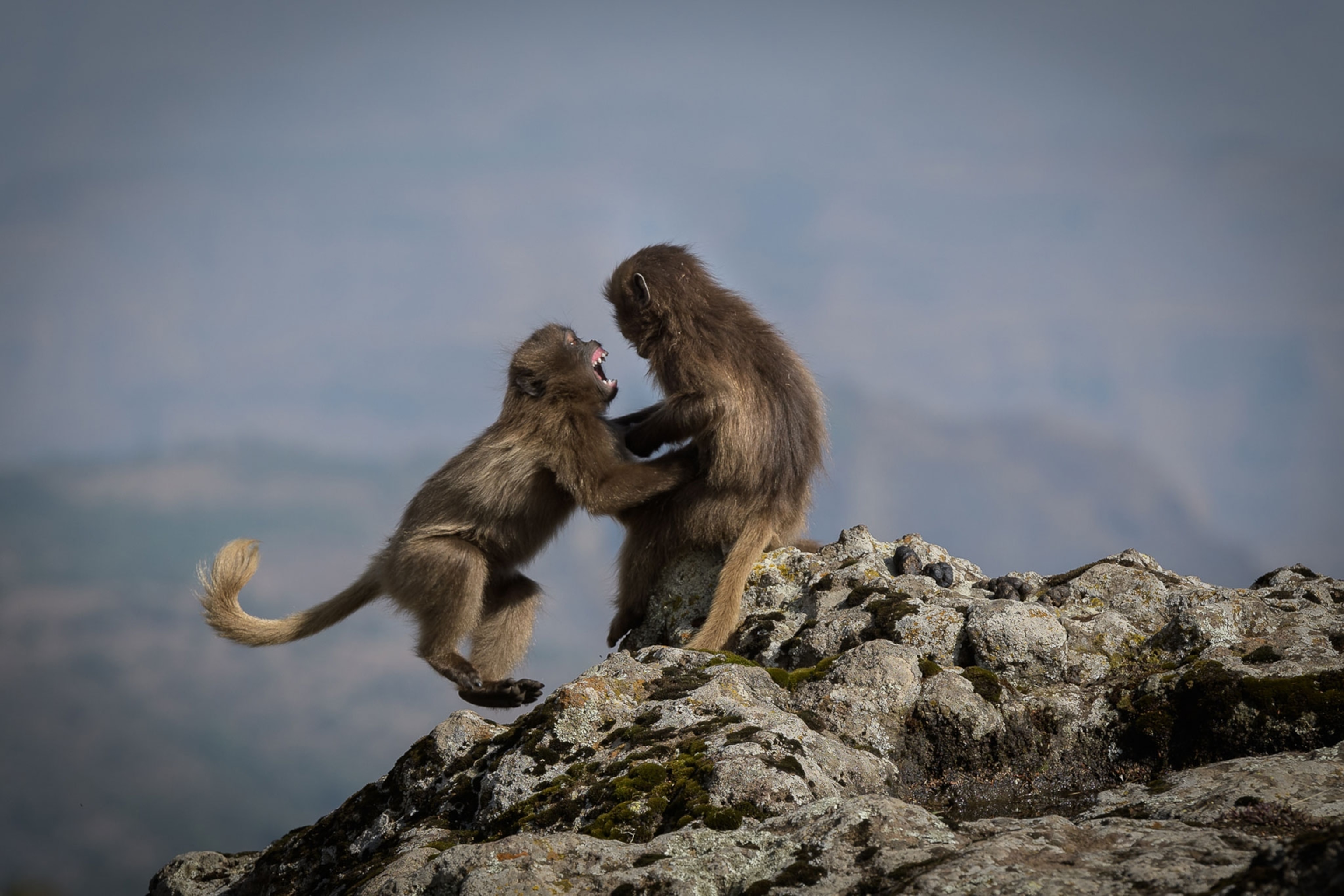 Vampire Bats Survive by Only Eating Blood—Now We Know How