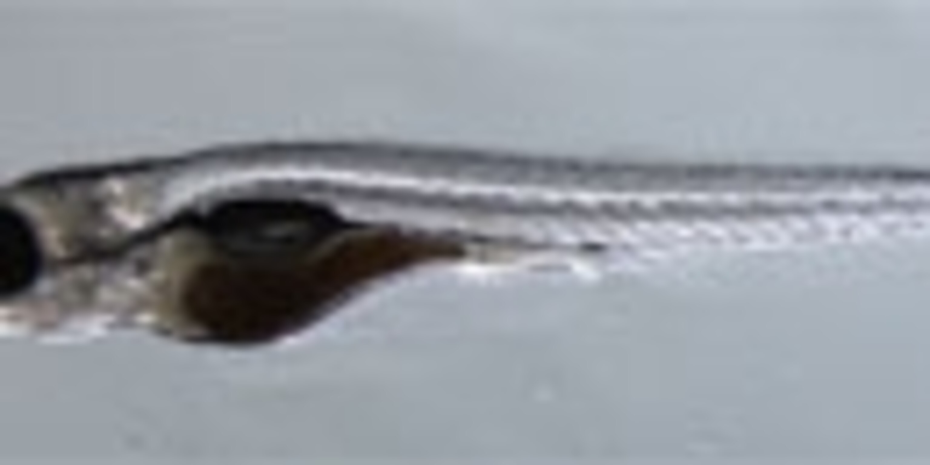 Pocket Science – chameleons hunt with cold-proof tongues and zebrafish ...