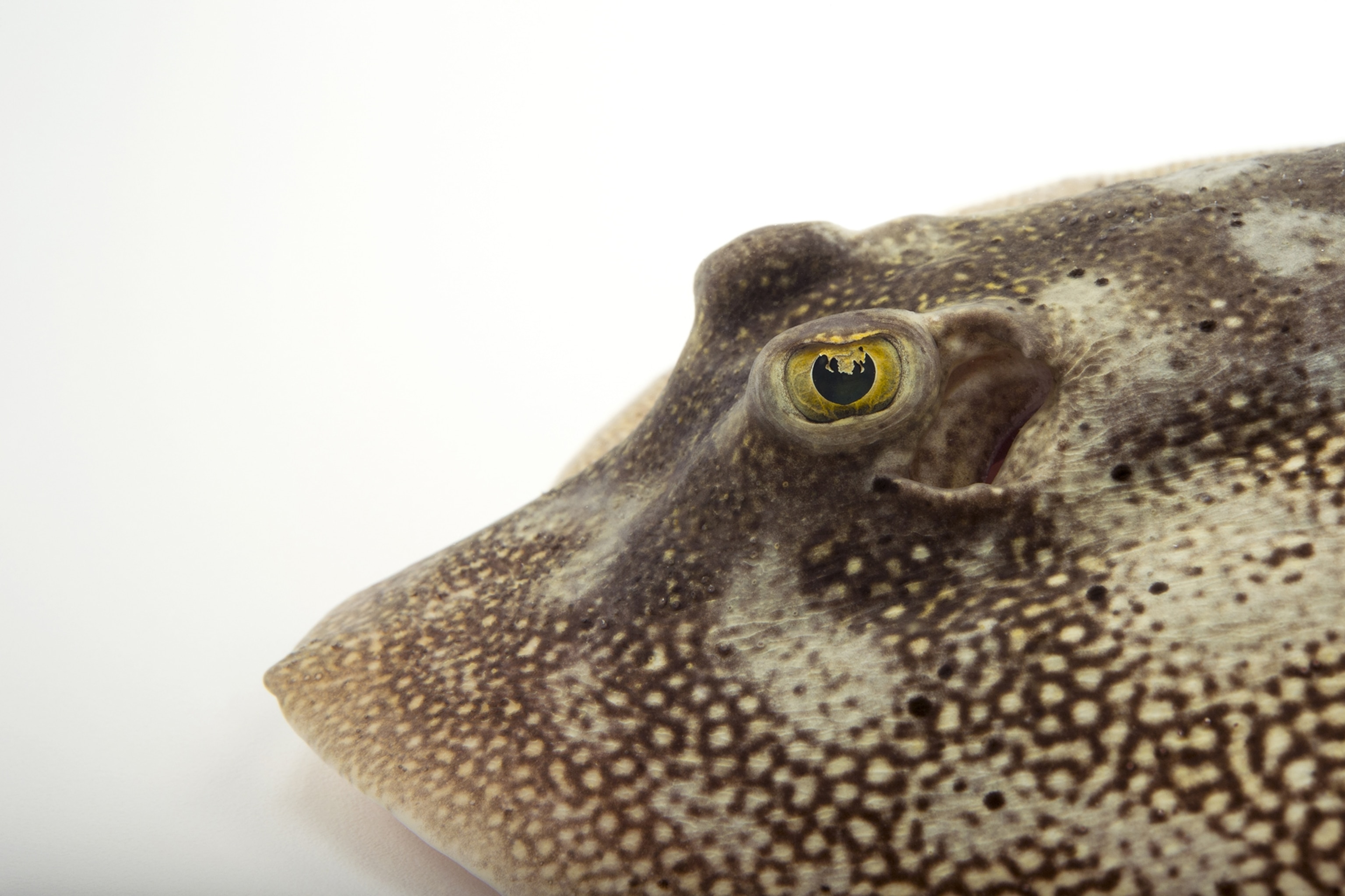 What's Behind a Surge in Stingray Attacks?