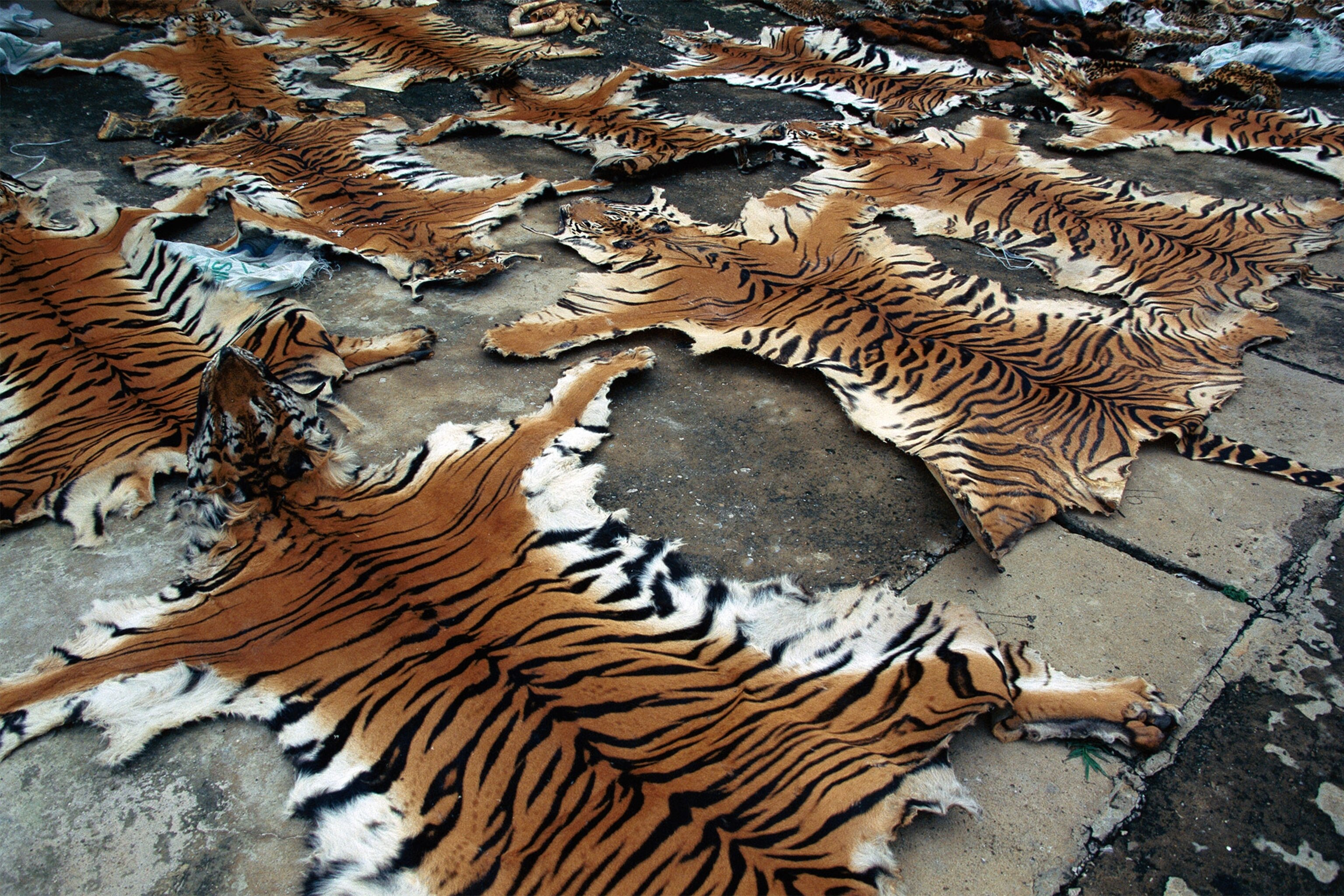 How Many Tigers Are There Really? A Conservation Mystery