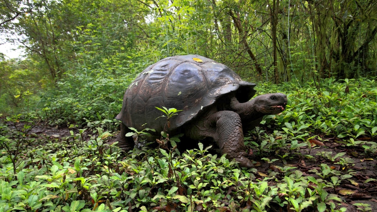 Galápagos Tortoises: Slow and Steady Migrators | National Geographic