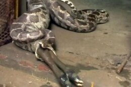 Pythons Eating People