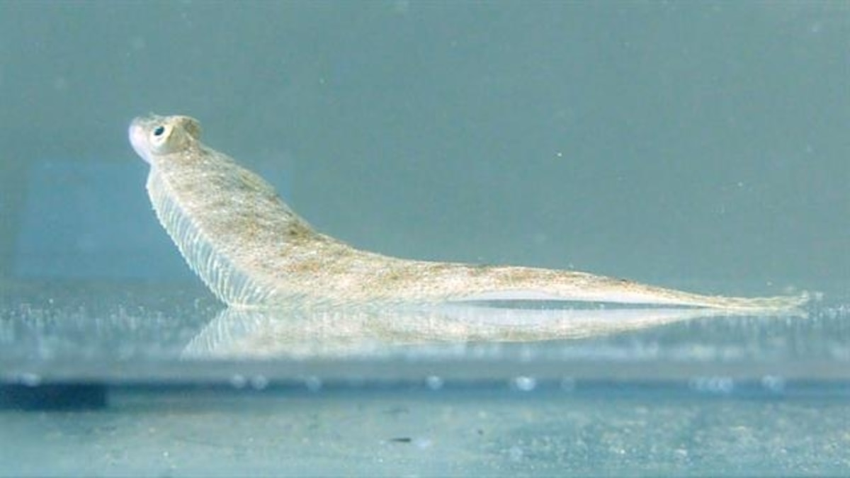 These freaky fish use their fins to walk across the seafloor | National ...