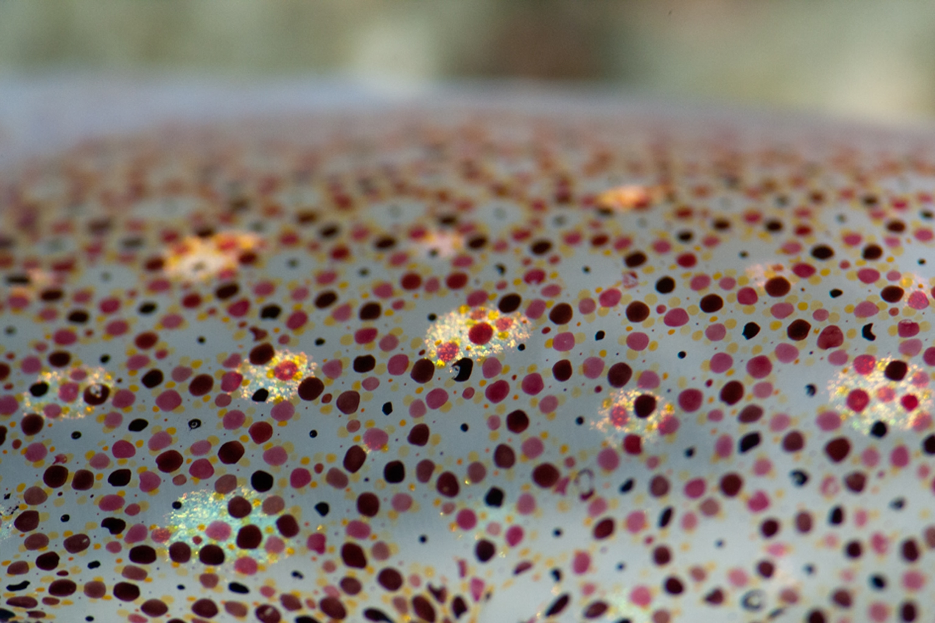 Pictures: Squid Iridescence Explained | National Geographic